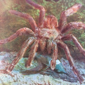 1940s Spider Eating Hummingbird Original Vintage Print Mounted and ...