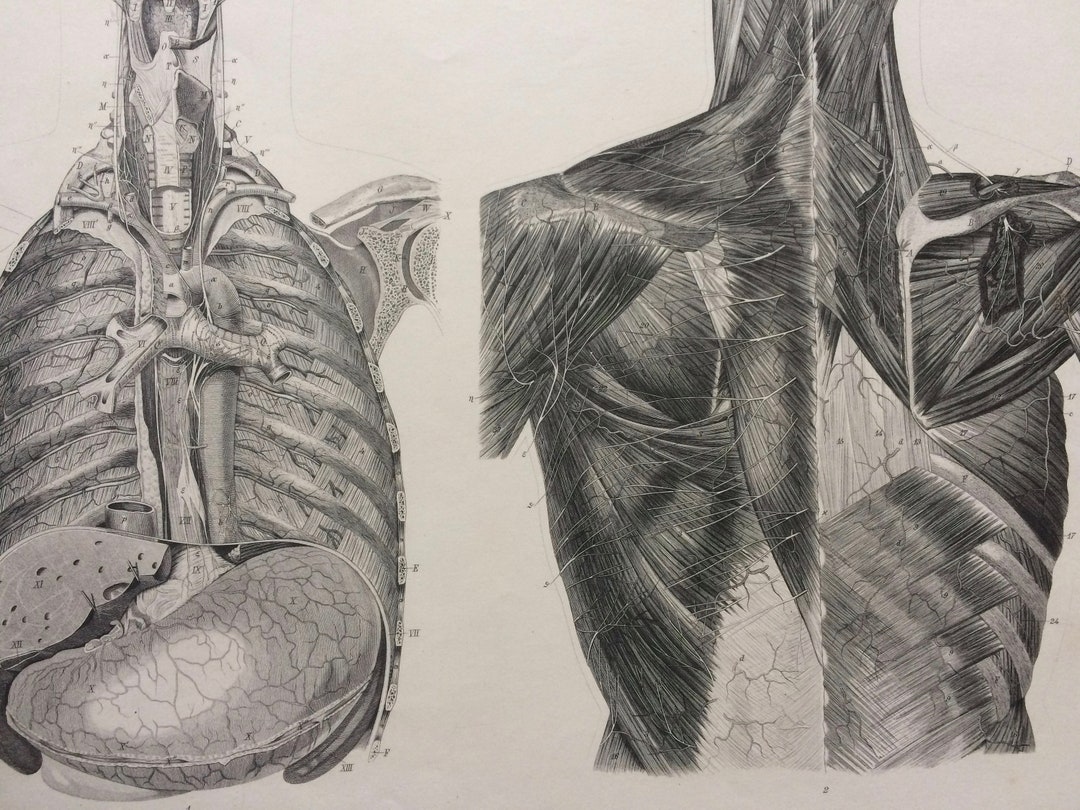 1869 Thorax Large Original Antique Engraved Illustration - Anatomical ...