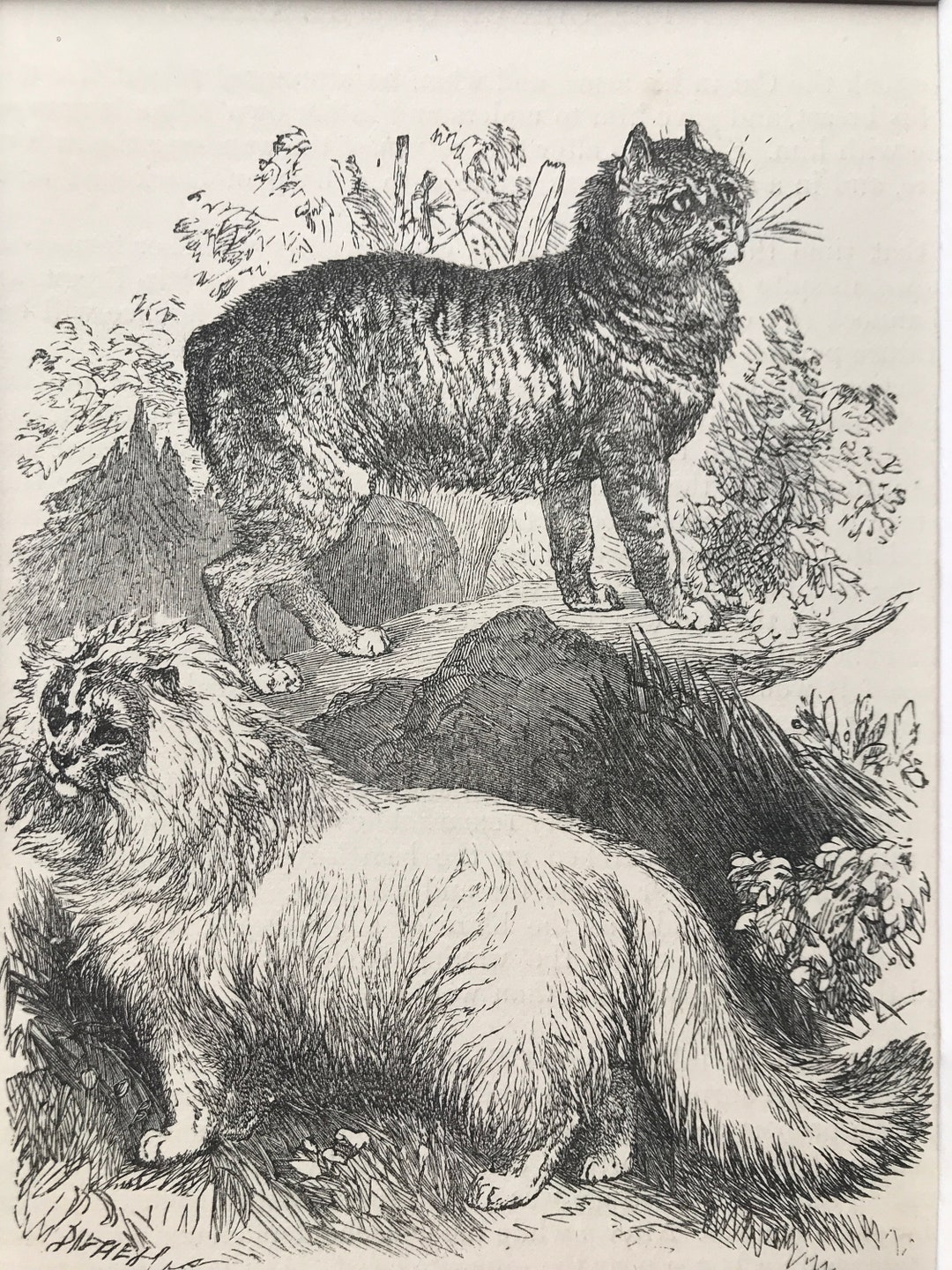 1896 Manx Cat and Angola Cat Original Antique Print Wildlife Natural ...