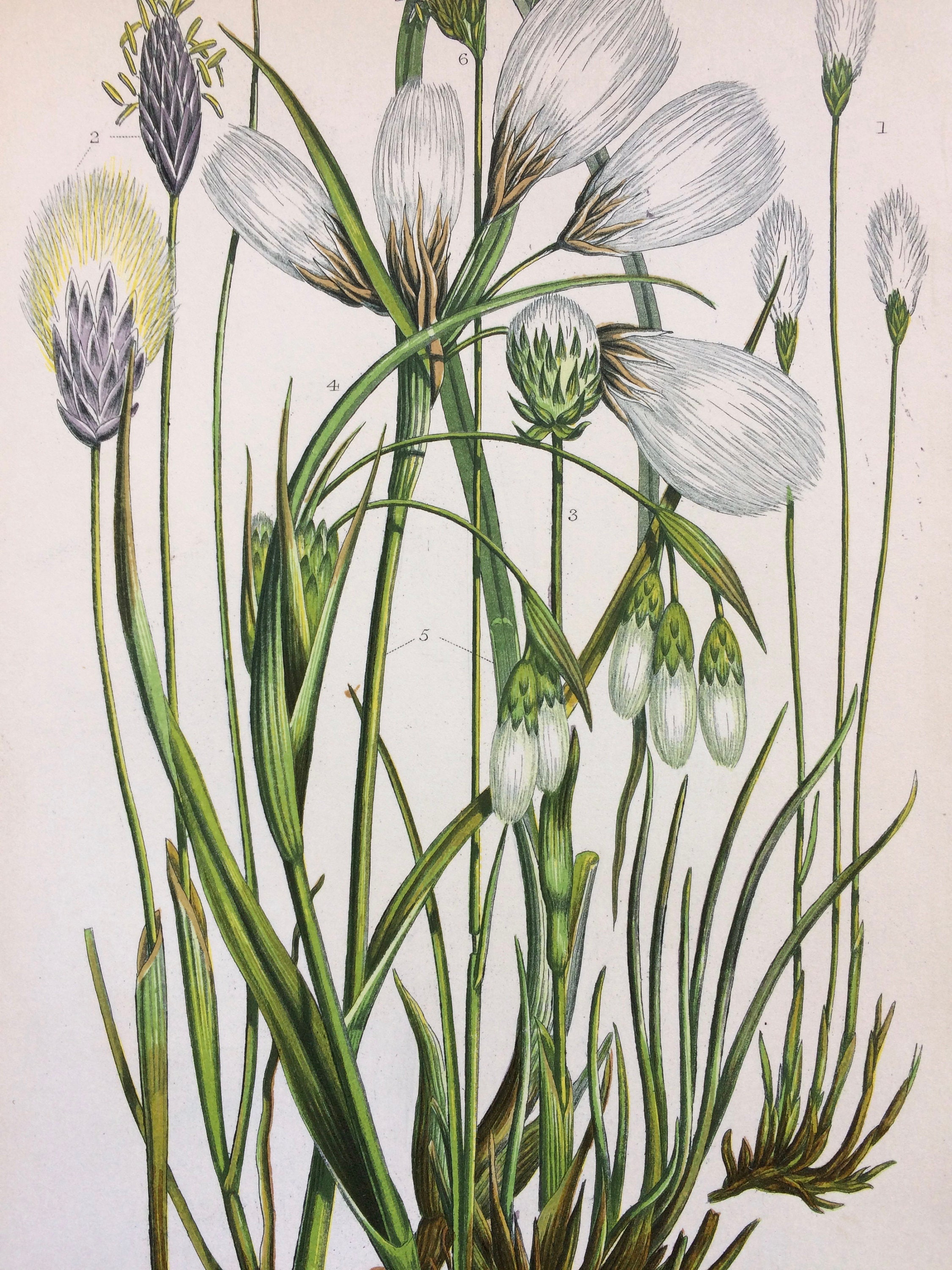 1858 GRASS original antique lithograph - grasses and sedges - Botanical ...