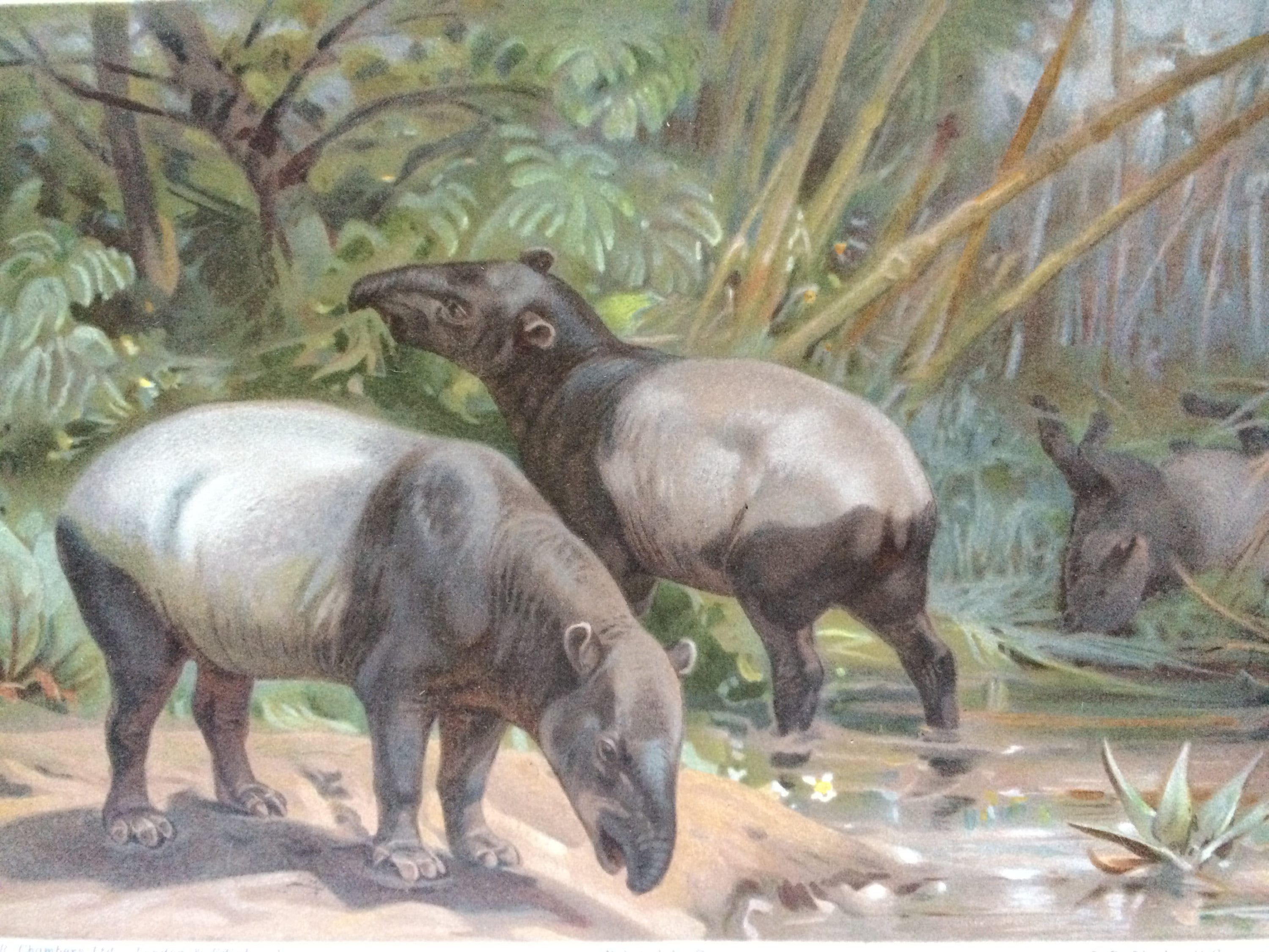 1904 Tapir Original Antique Lithograph - Available Mounted, Matted and ...