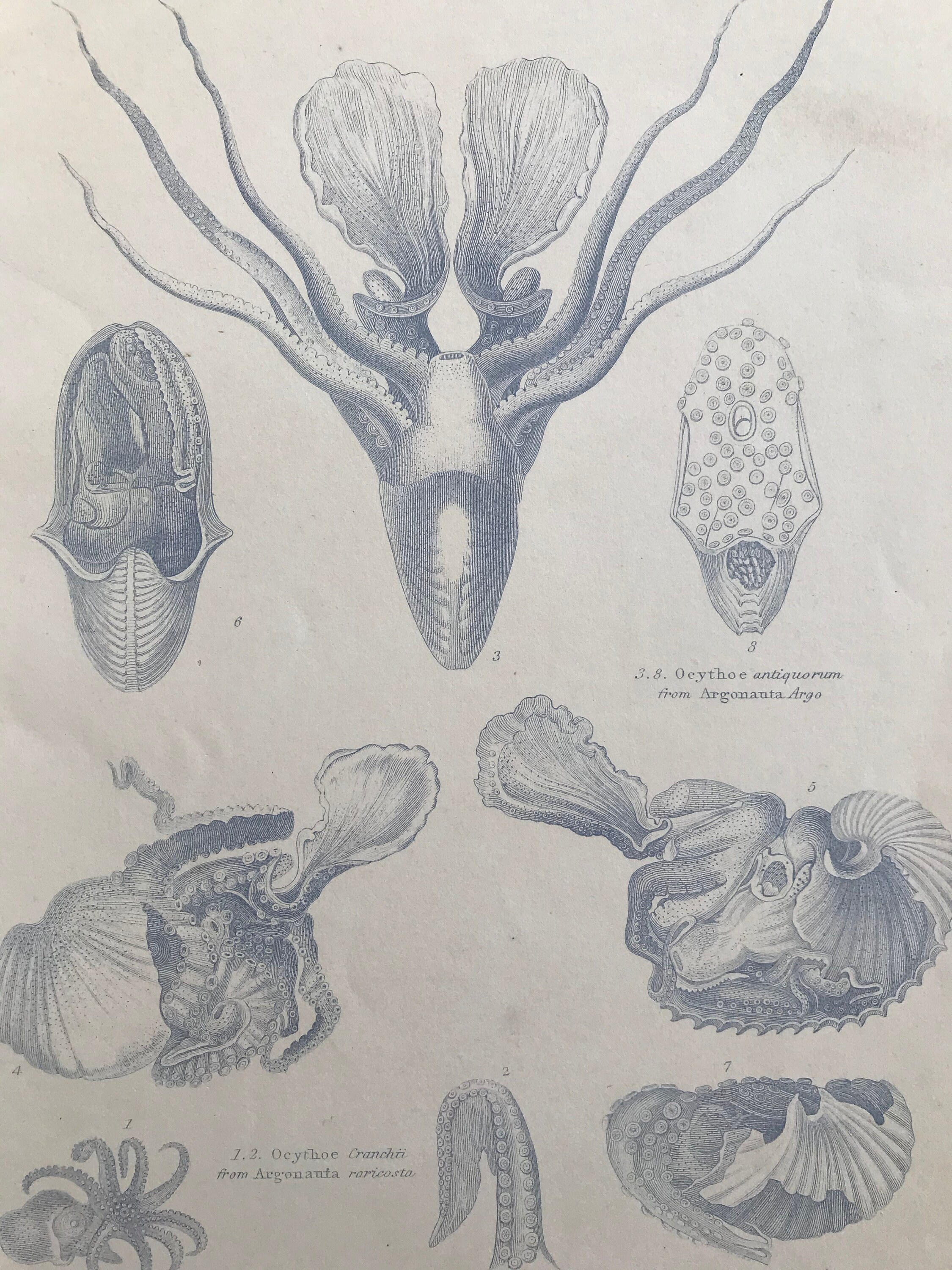 1862 Mollusca Original Antique Engraving Available Mounted | Etsy