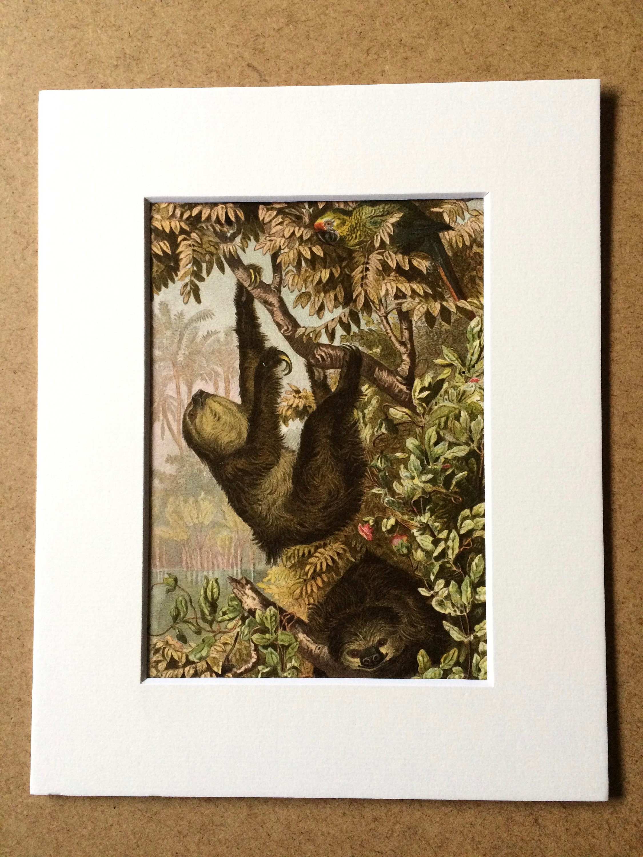 1893 Sloth Original Antique Lithograph - Wildlife - Zoology ...