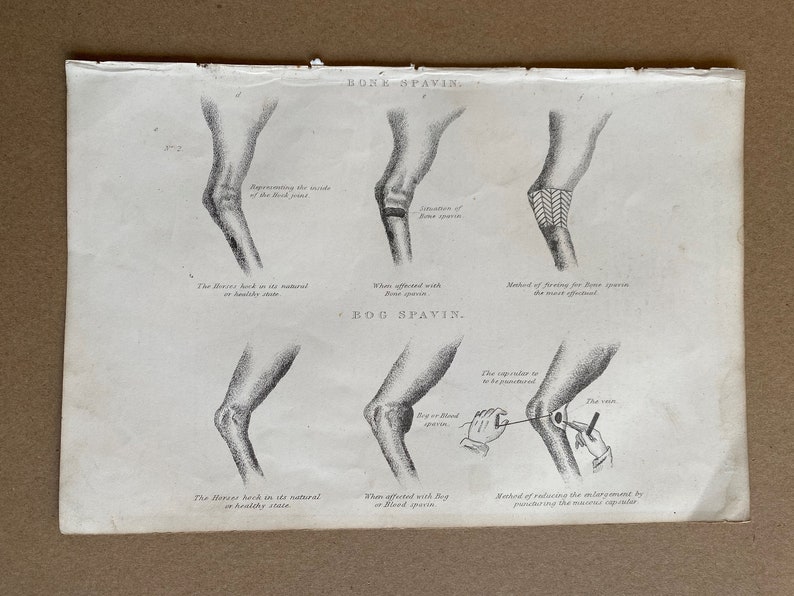 1870 Bone Spavin and Bog Spavin Original Antique Print - Etsy