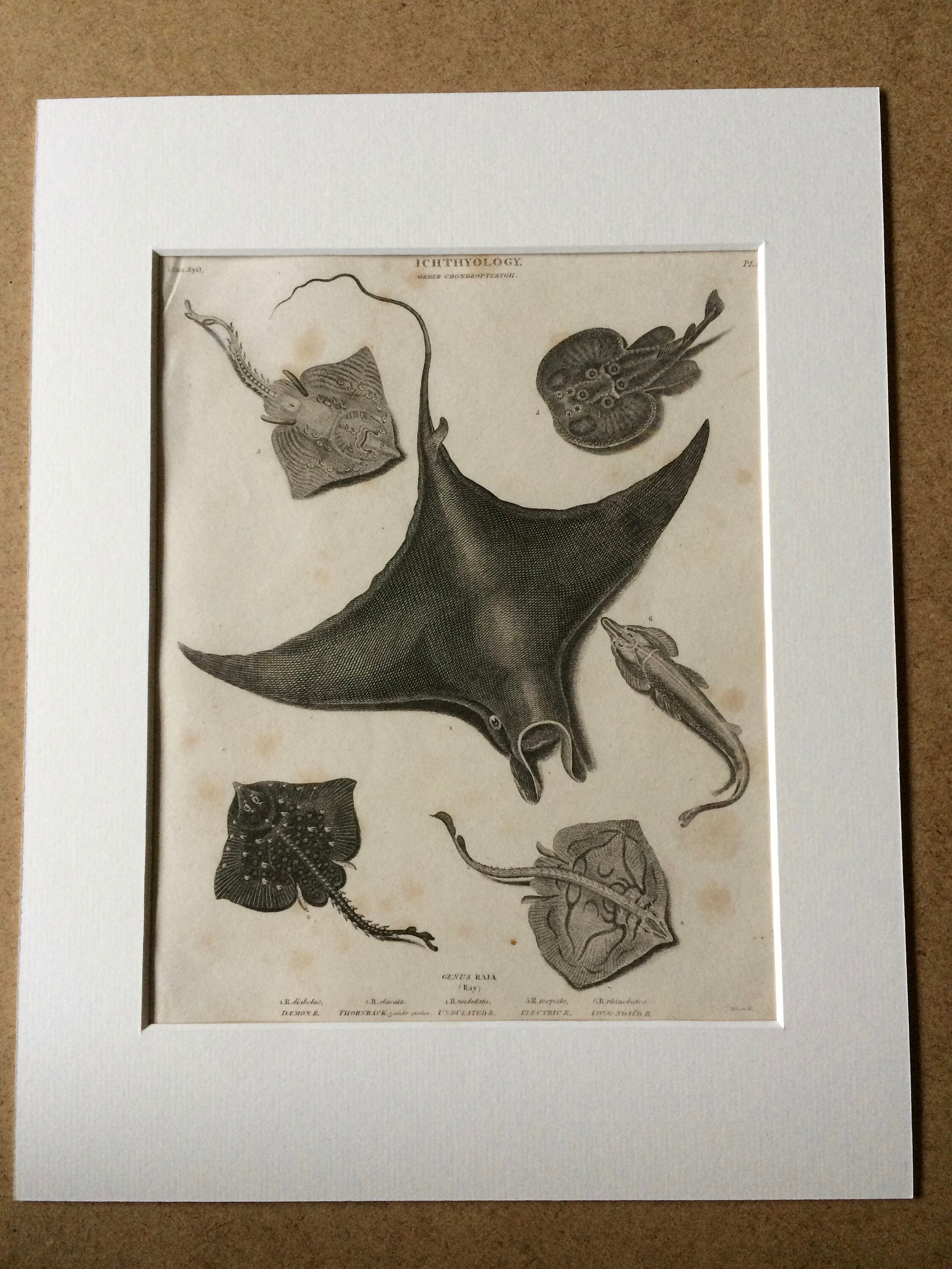 1819 Ray Varieties Original Antique Engraving - Available Mounted and ...