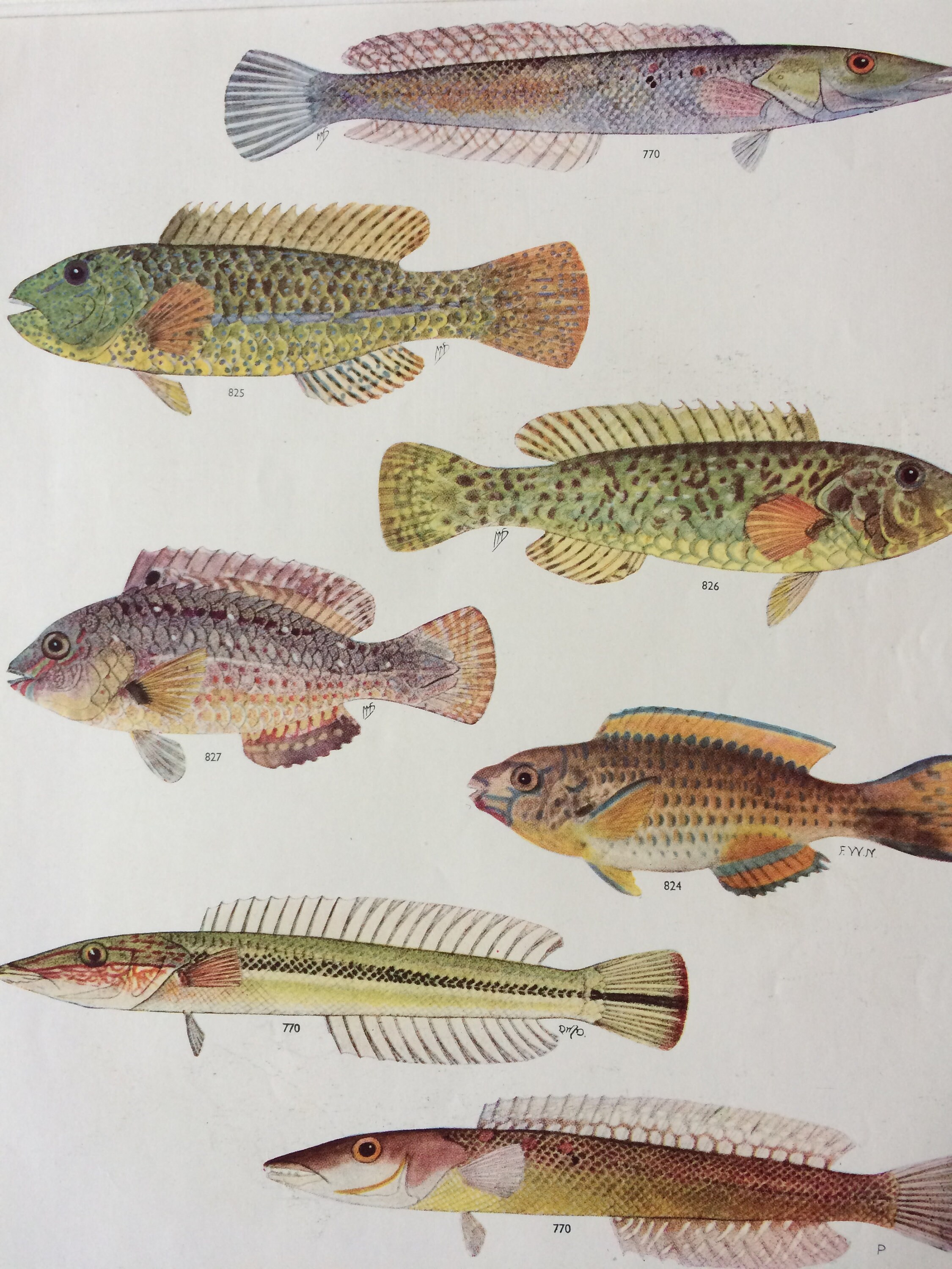 1950 Original Vintage Fish Print - Mounted and Matted - Available ...