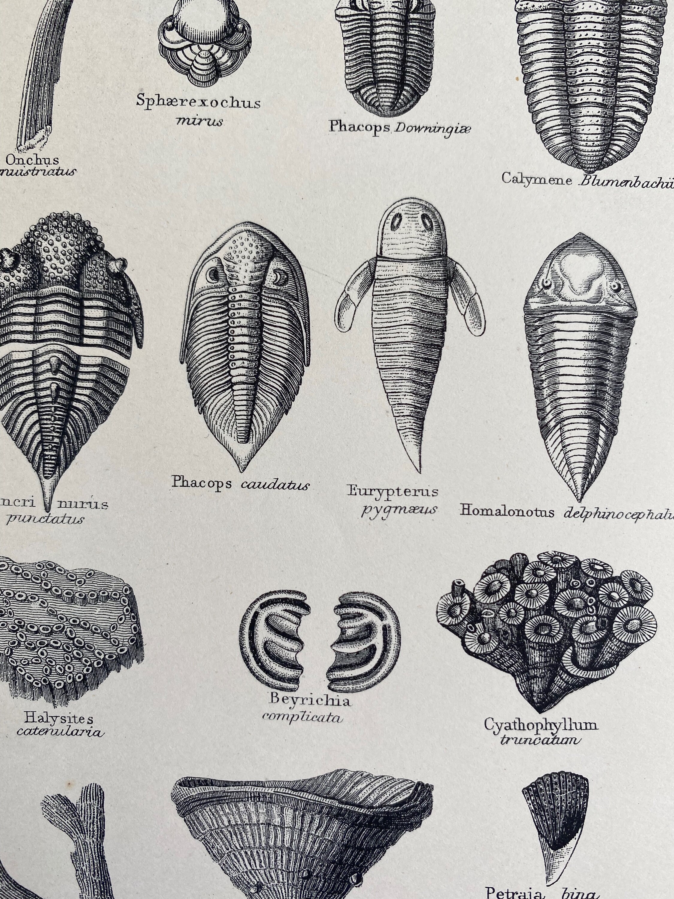 1913 Cambrian Fossils - Harlech, Menevian, Lingula Flag & Tremadoc ...