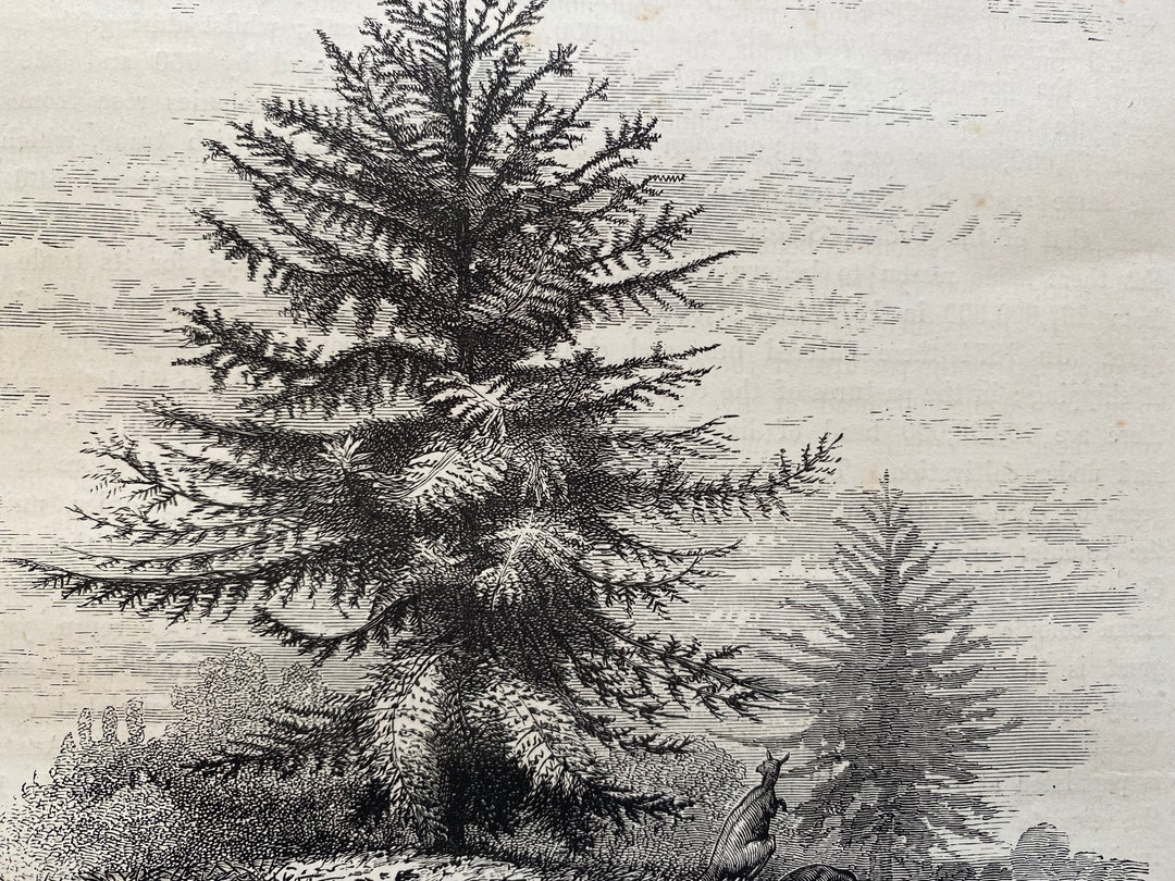 1880 the Bunya-bunya Tree of Queensland Original Antique Print ...