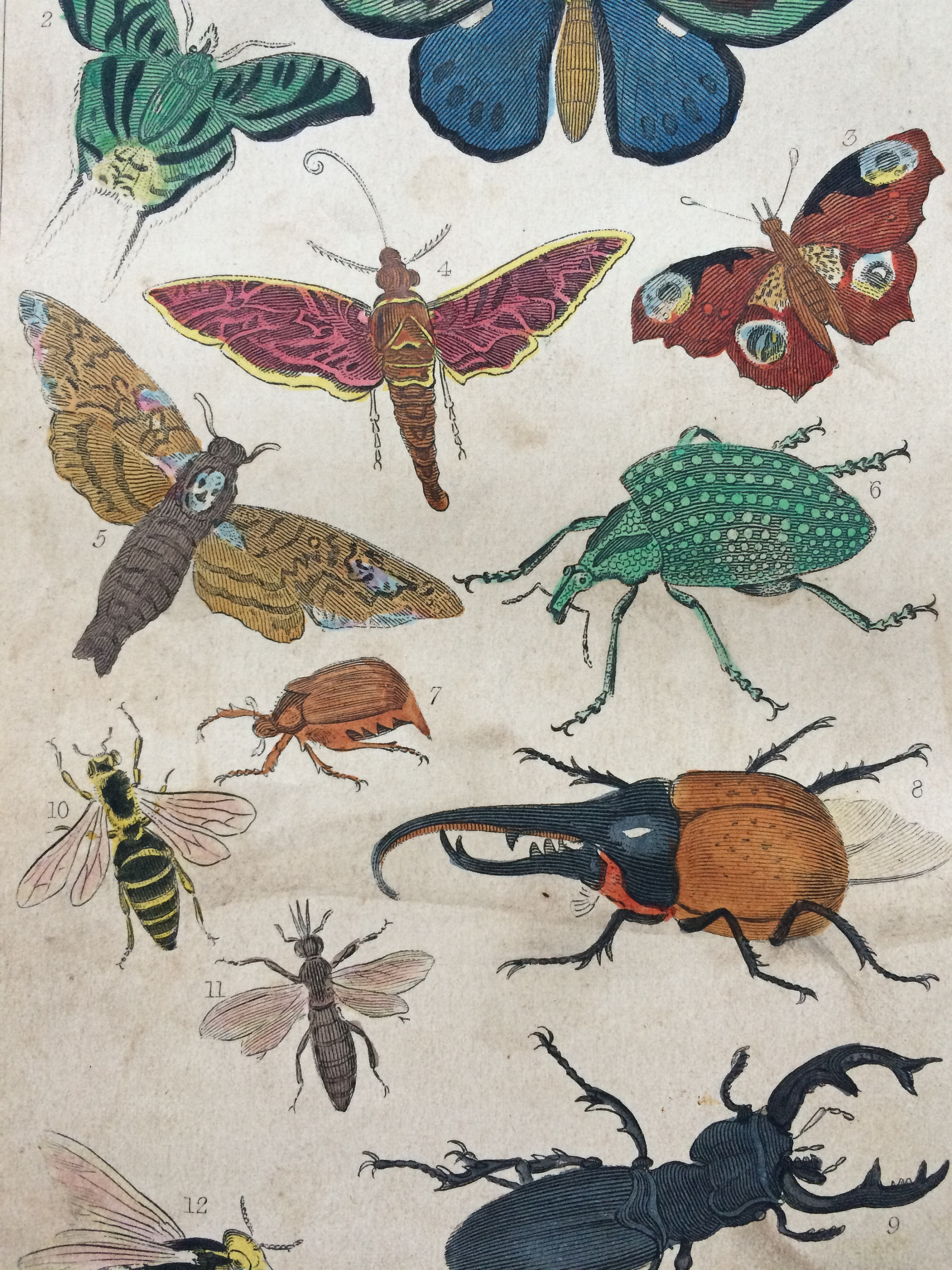 1840 Butterfly, Moth, Beetle, Bee and Wasp Original Antique Hand ...