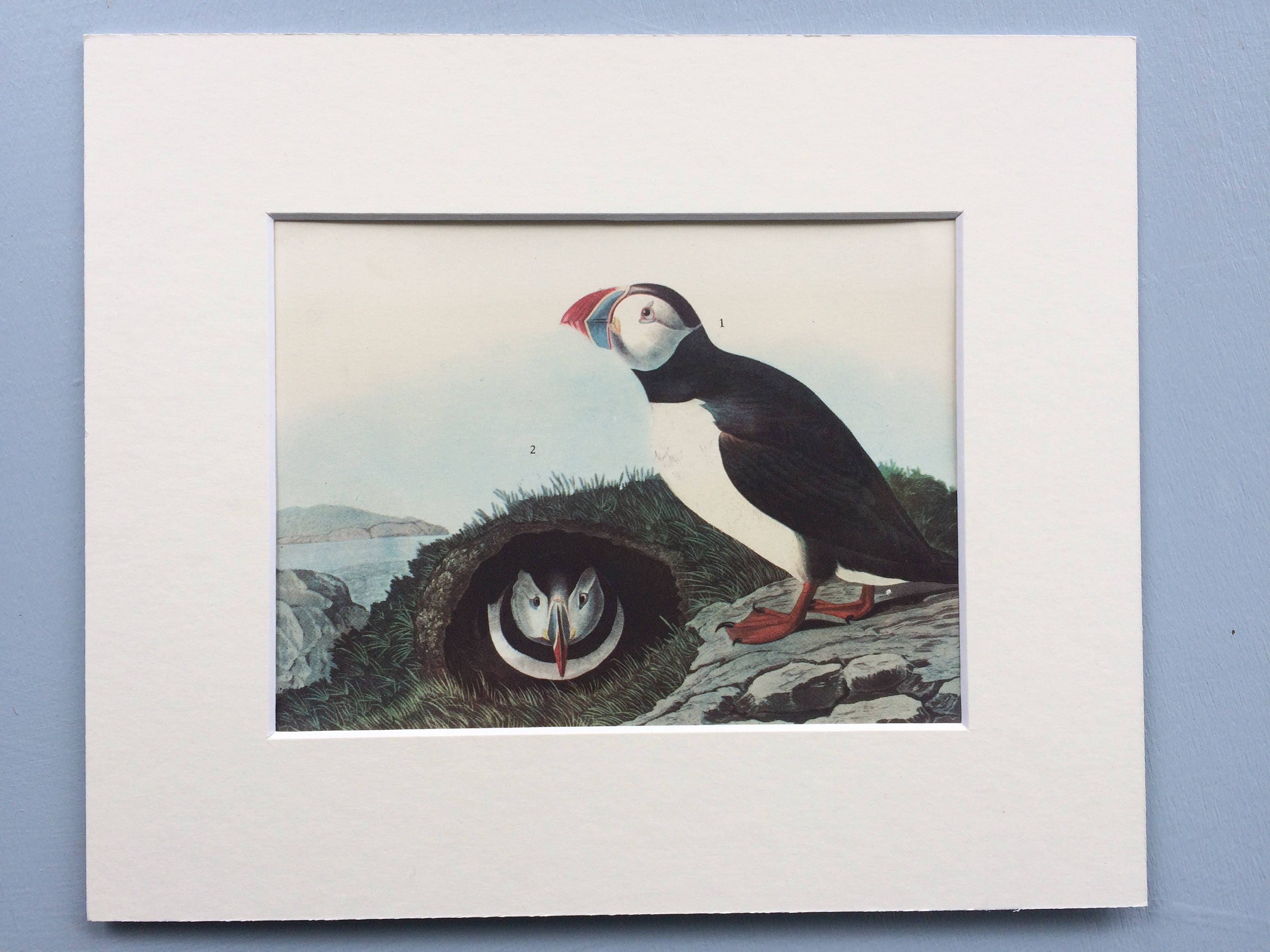 1937 Atlantic Puffin Original Vintage Audubon Print, Matted and Ready ...