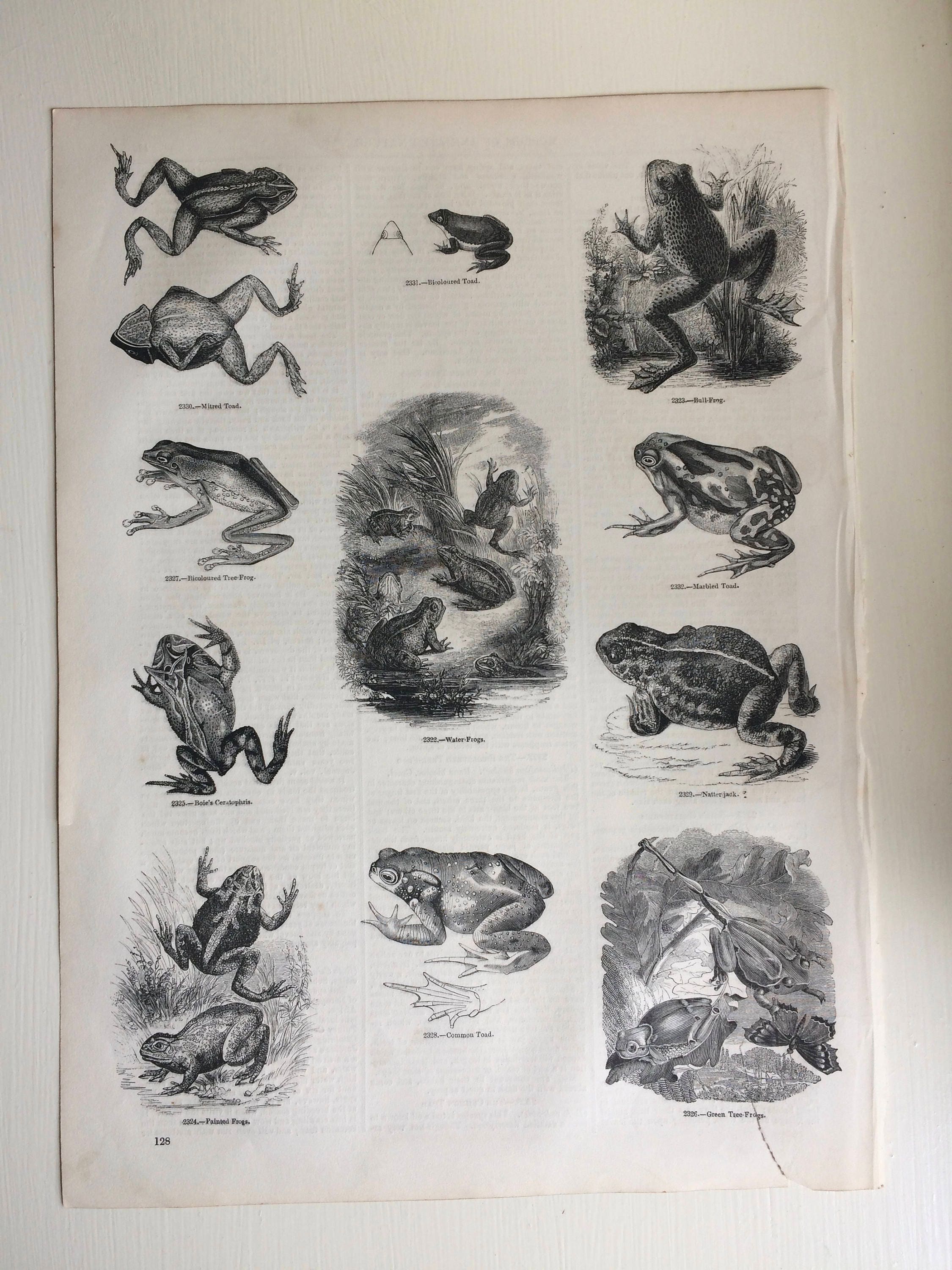 1856 Large Original Antique Amphibian Engraving - Mitred Toad ...