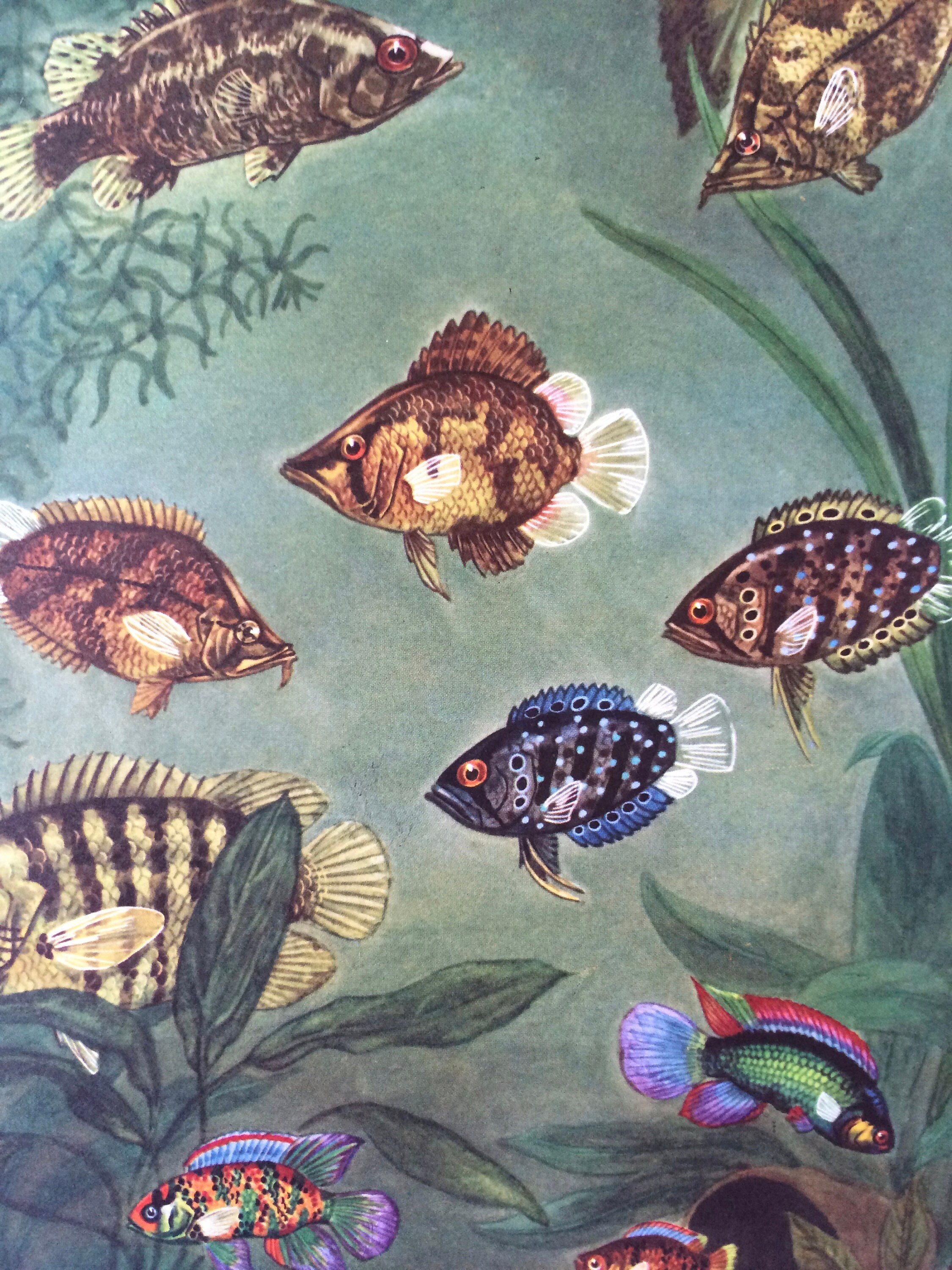 1968 Original Vintage Print - Mounted and Matted - Tropical Fish ...