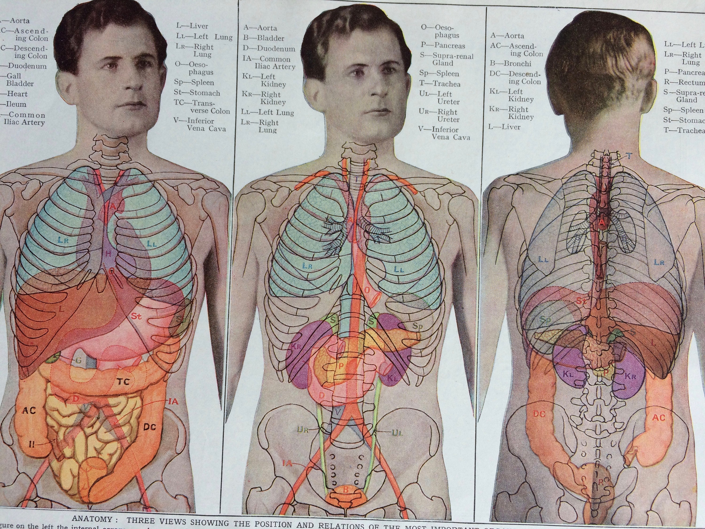 1932 Anatomy - Important Organs of the Human Body Original Vintage ...