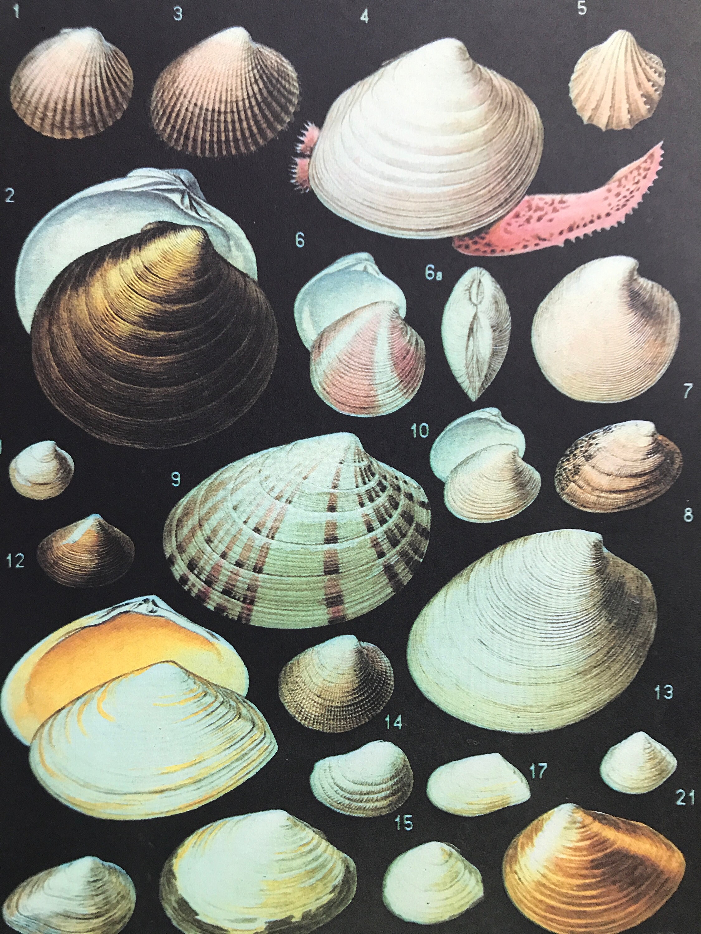 1988 Bivalve Sea Molluscs Original Vintage Print Bivalvia - Etsy