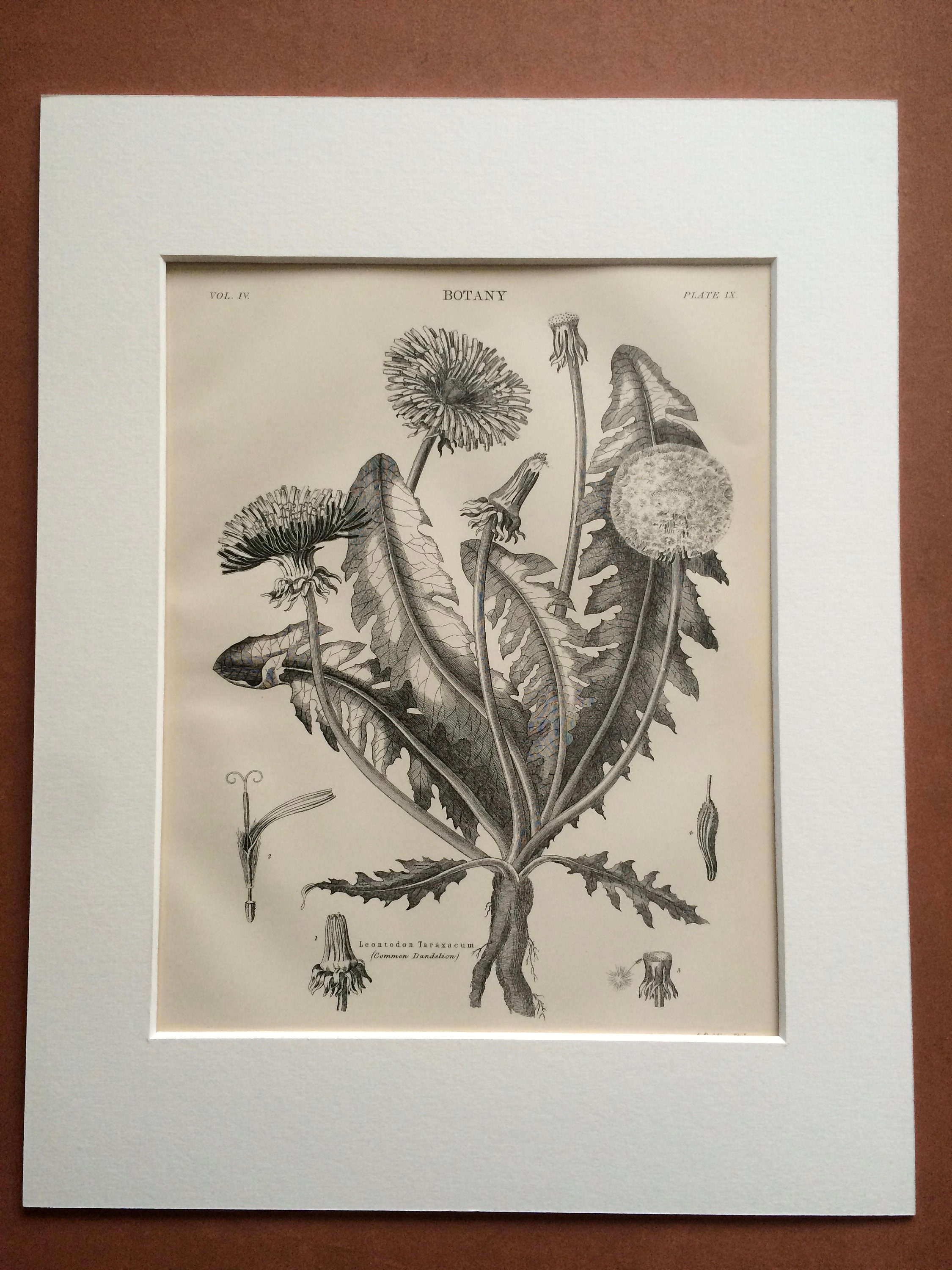 1875 Common Dandelion Original Antique Matted Engraving - Botanical ...