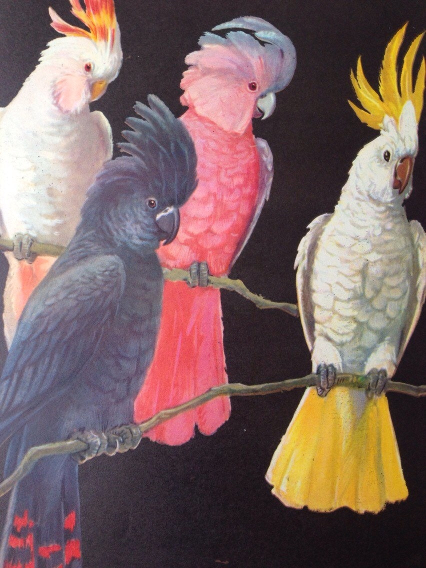 1968 Vintage Cockatoo Print - matted and ready to frame - 14 x 11 inches