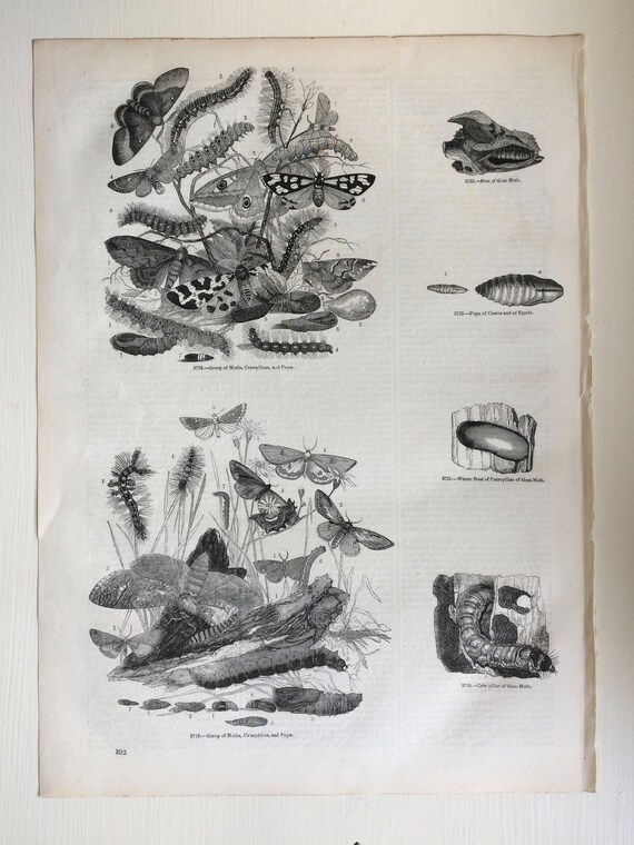 Prints Goat-Moth Entomology Caterpillar Butterfly Wall Decor Brimstone ...