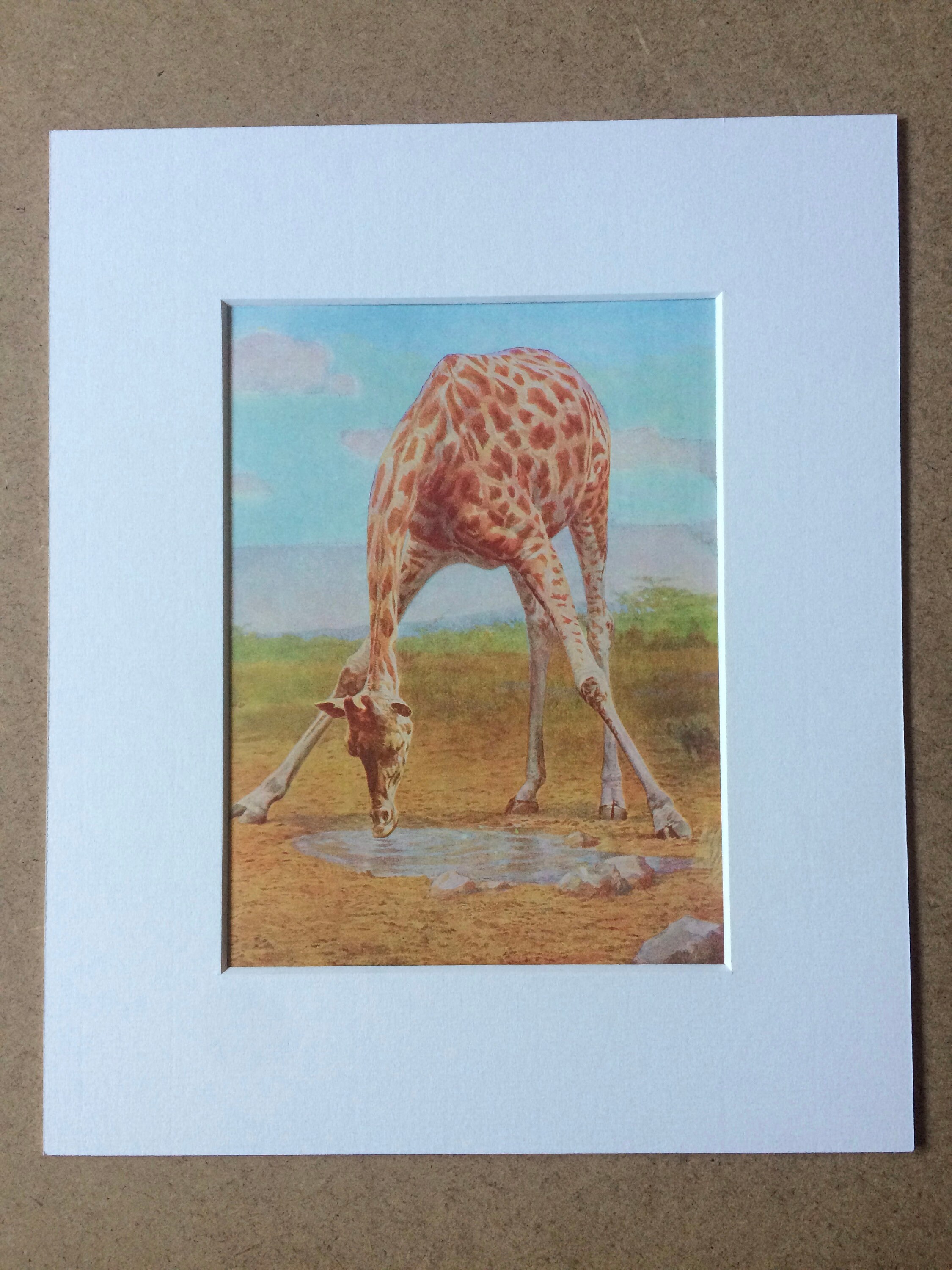 1940s Giraffe Original Vintage Print - Mounted and Matted - Natural ...