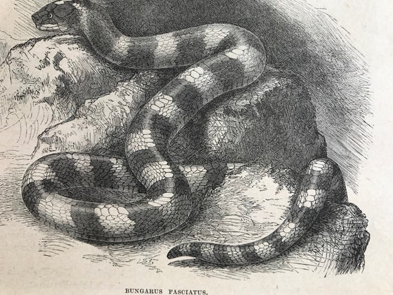 Bungarus Fasciatus