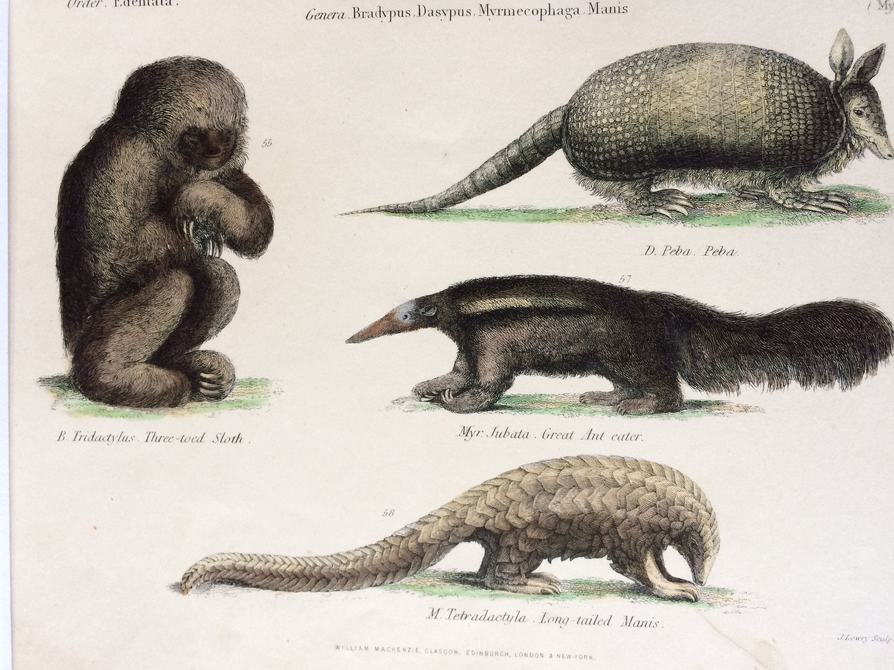 1862 Sloth, Armadillo, Anteater, Long-tailed Manis Original Antique Hand Coloured Engraving ...