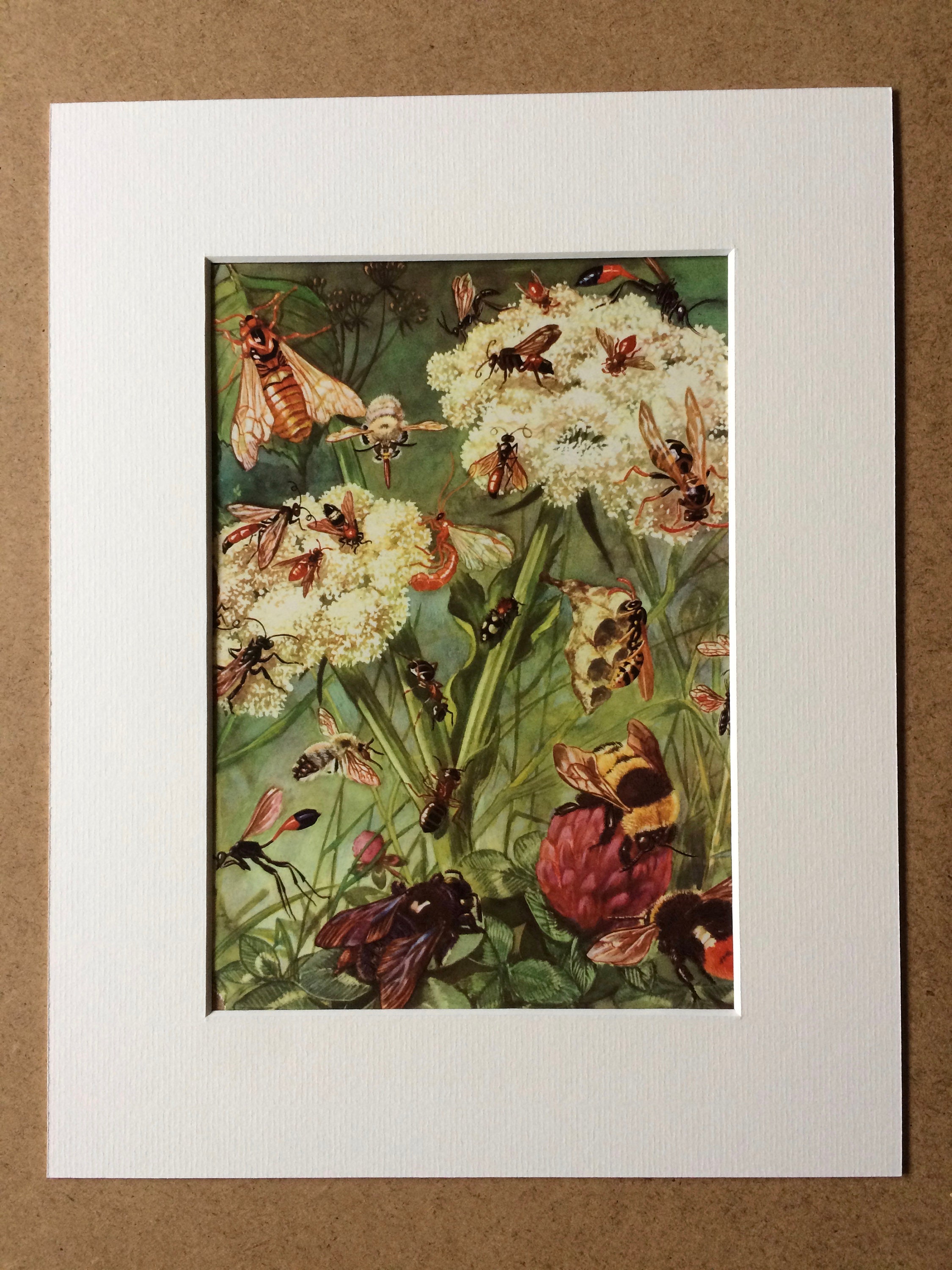 1968 Colourful Vintage Insect Print - Bumblebee - Fly - Wasp - Bug ...