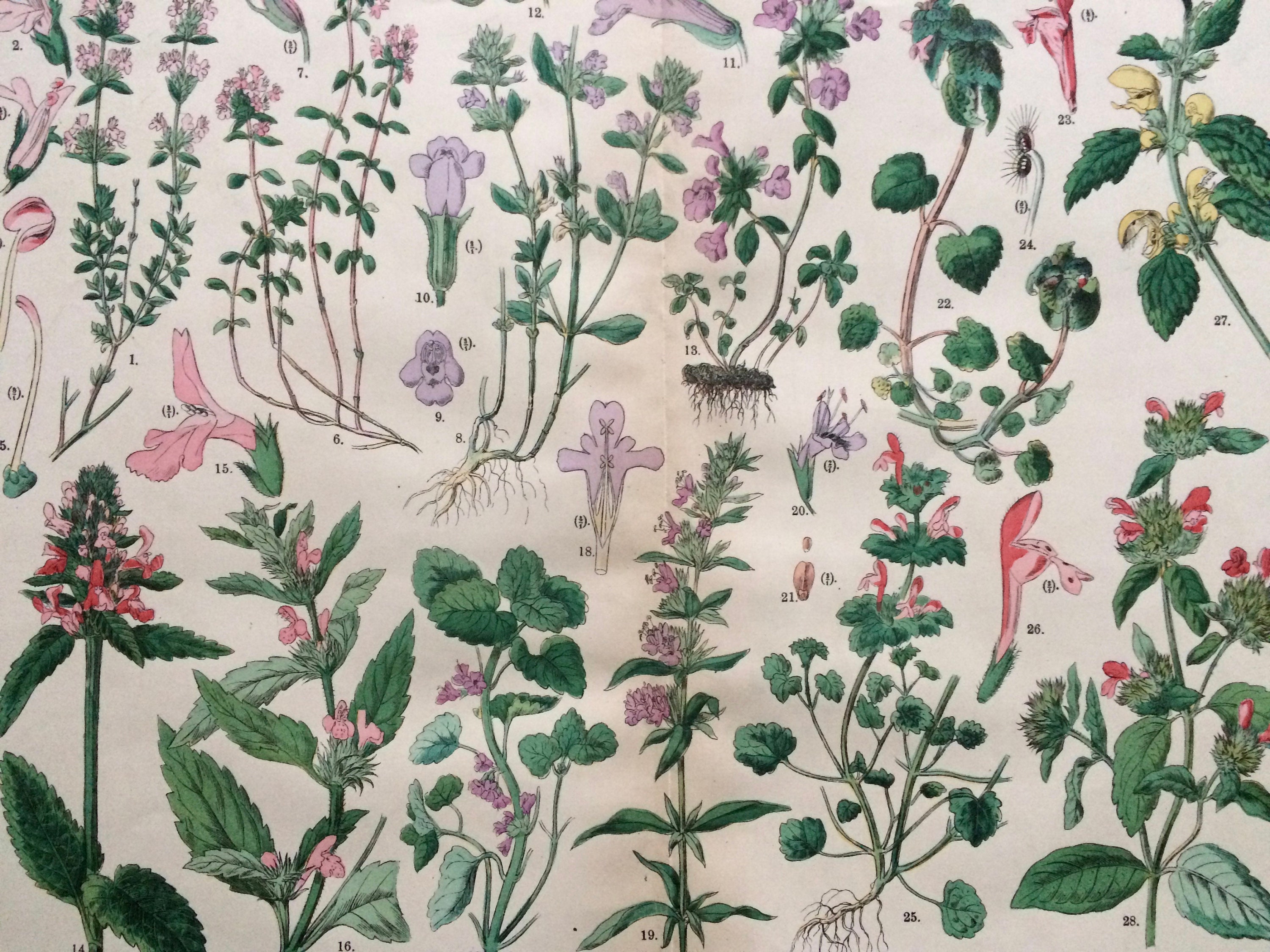 1890 Large Original Antique Botanical Lithograph - Botanical Print ...