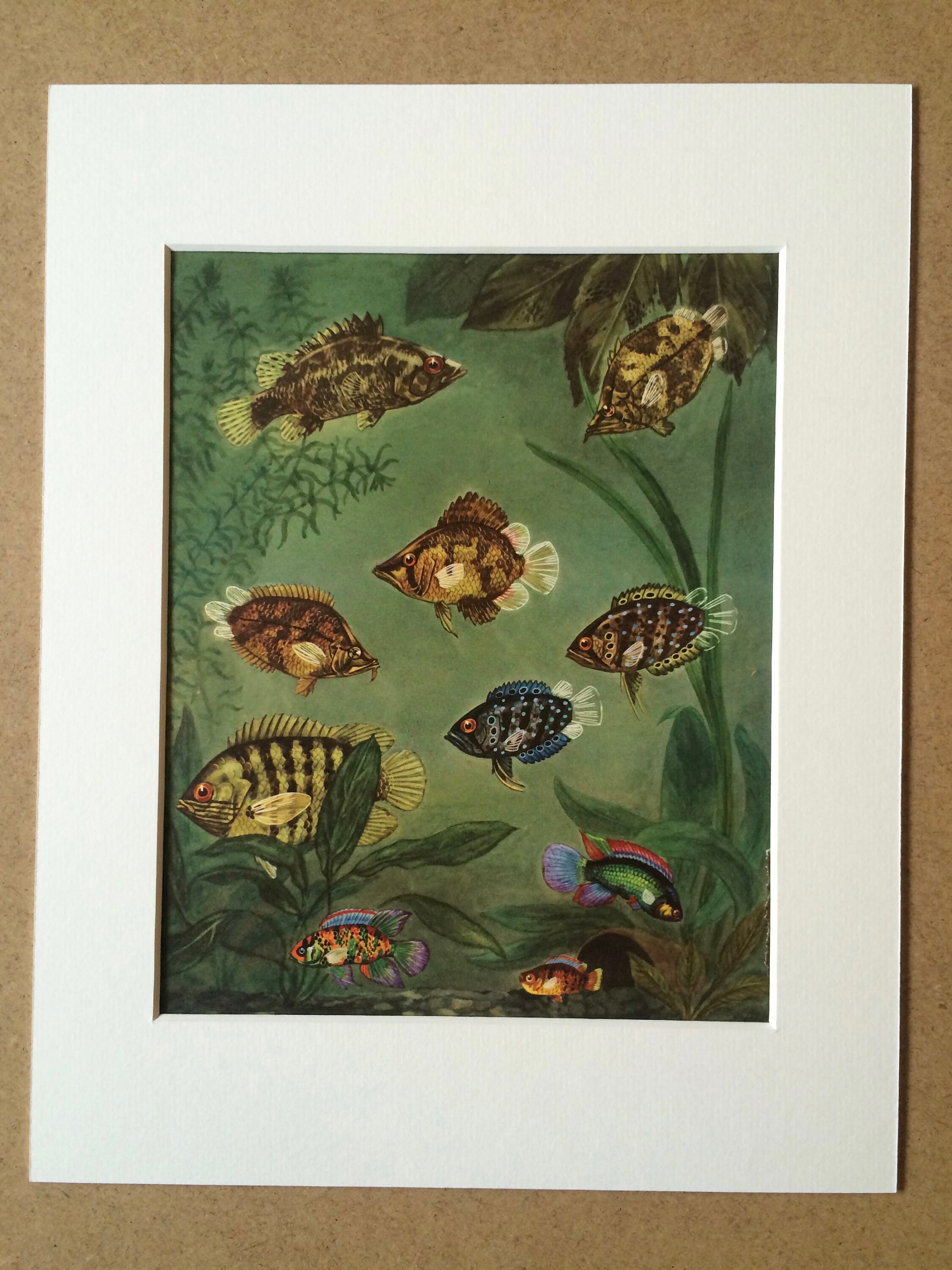 1968 Original Vintage Print - Mounted and Matted - Tropical Fish ...