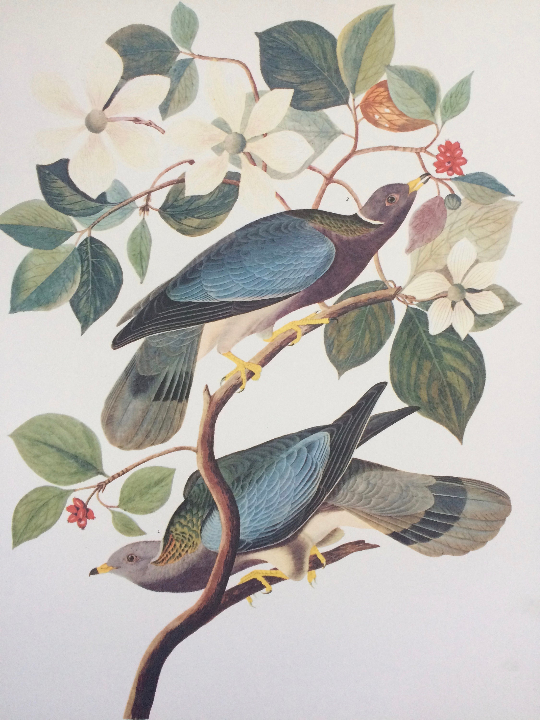 BAND-TAILED PIGEON Large Original Vintage 1964 Audubon Print, 14 x 17 ...