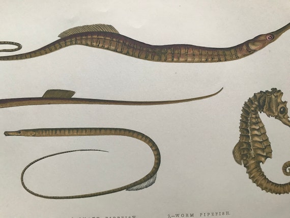 1877 Snake Pipefish Worm Pipefish Straight-nosed Pipefish | Etsy