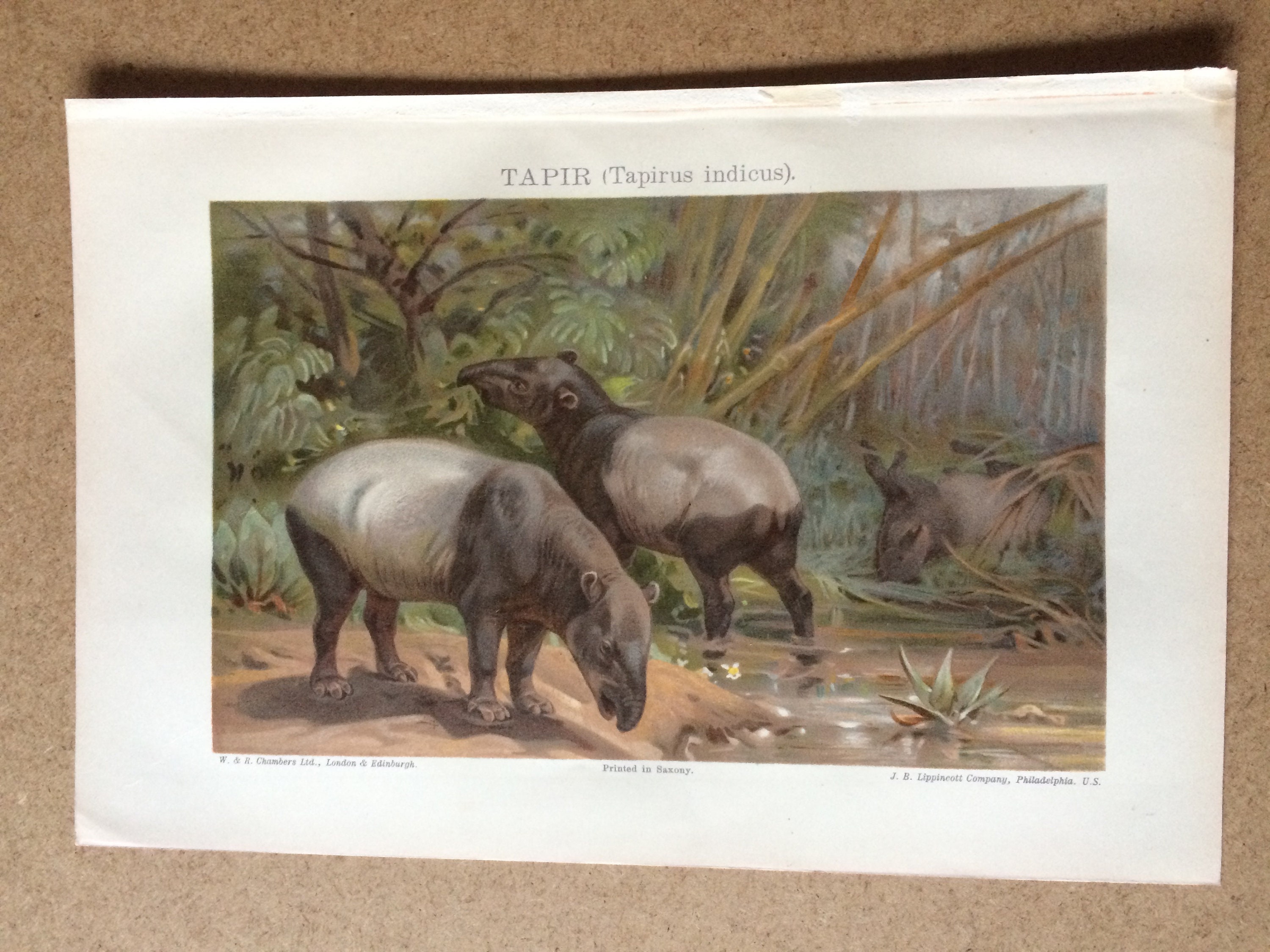 1904 Tapir Original Antique Lithograph - Available Mounted, Matted and ...