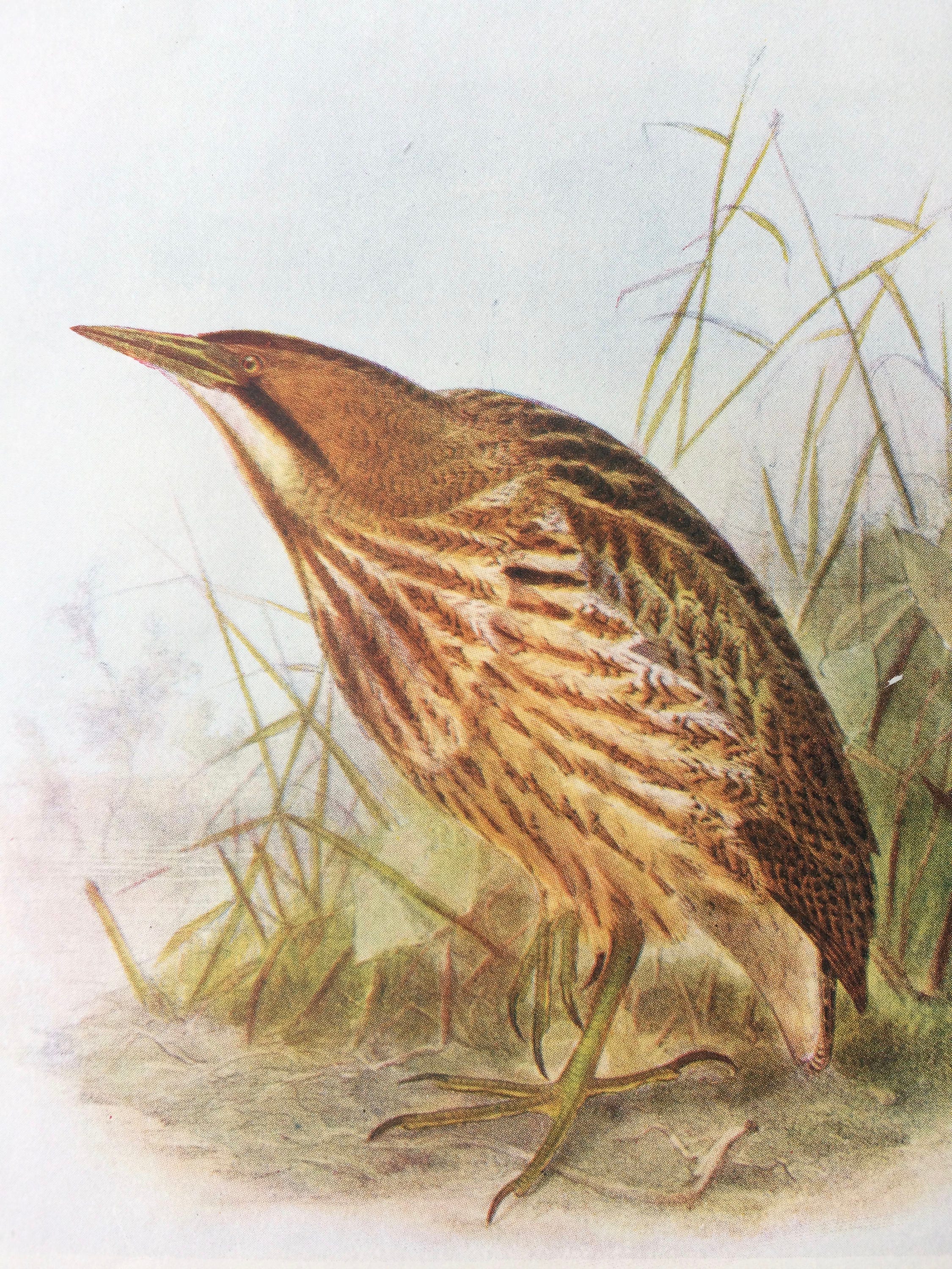 1907 Bittern Original Antique Lithograph - Ornithology - Bird Art ...