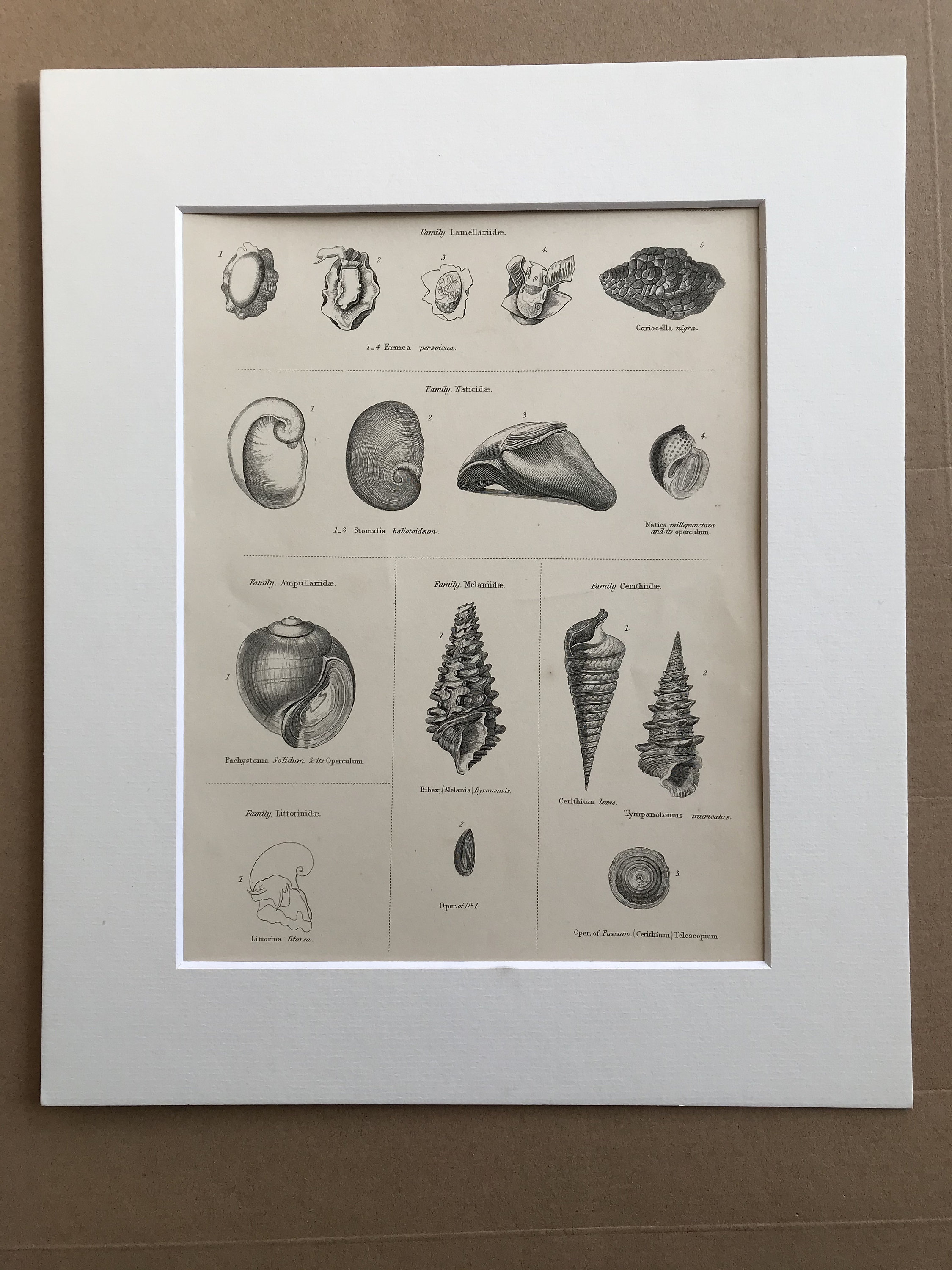 Prints Etchings & Engravings Mollusc Sea Shell 1862 Mollusca Original ...