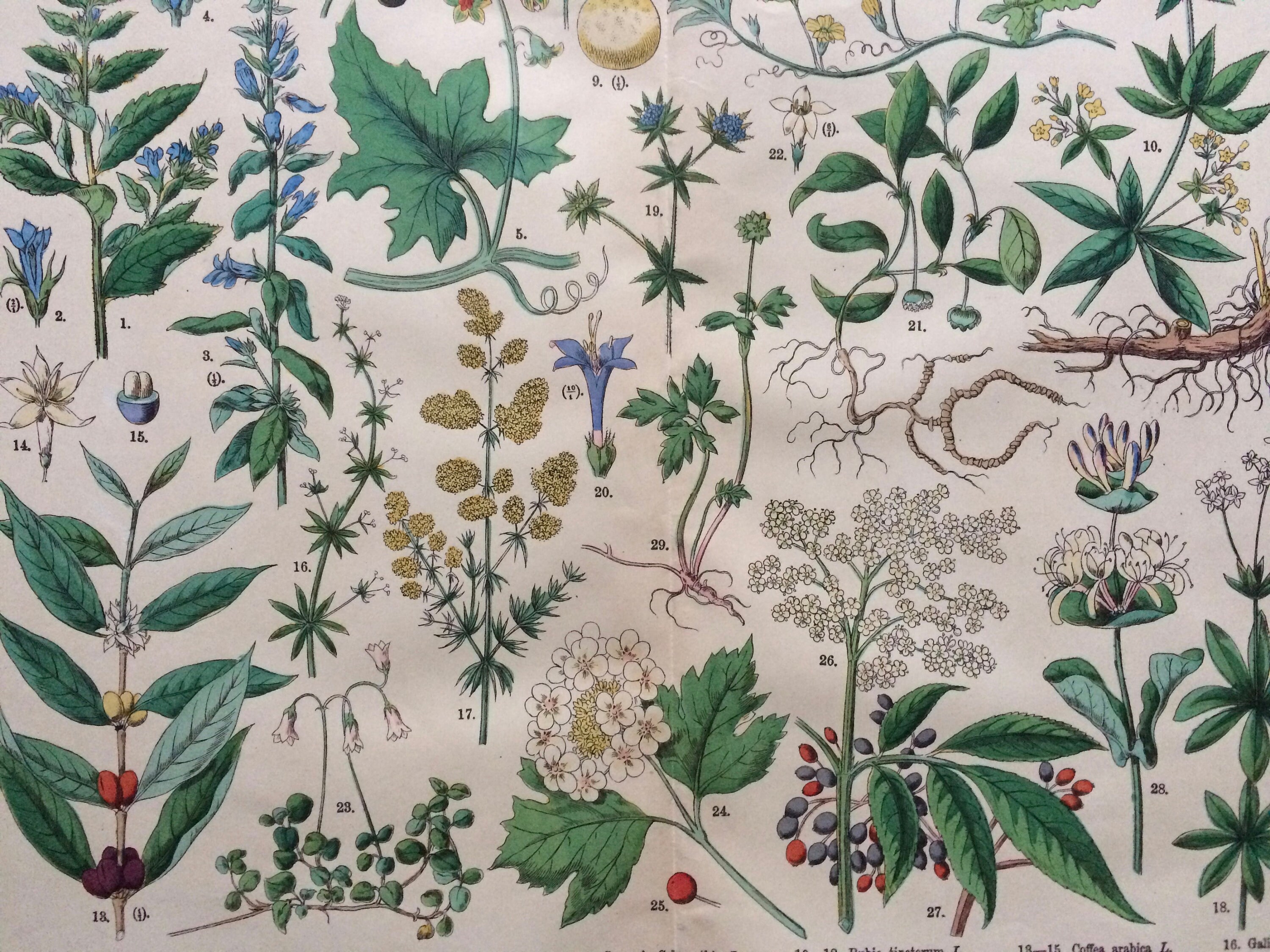 1890 Large Original Antique Botanical Lithograph - Botanical Print ...