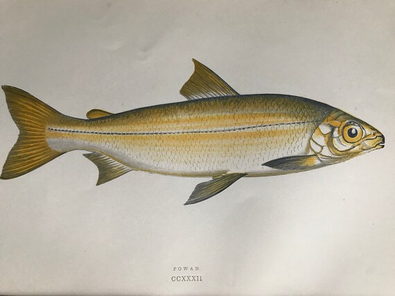 1877 Powan Original Antique Print Fish Fishing Marine | Etsy