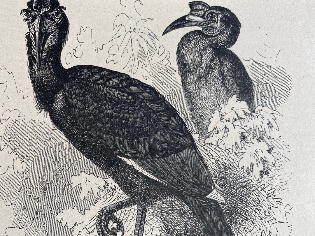 1896 Ground Hornbills of Abyssinia Original Antique Print - Etsy