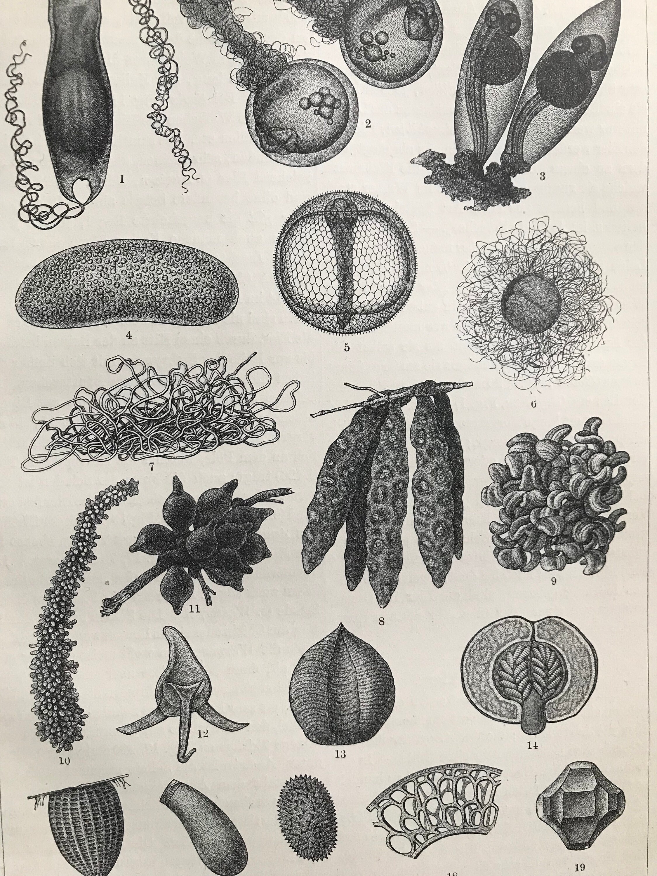 1897 Eggs of Fish and Lower Animals Original Antique Print - Mounted ...