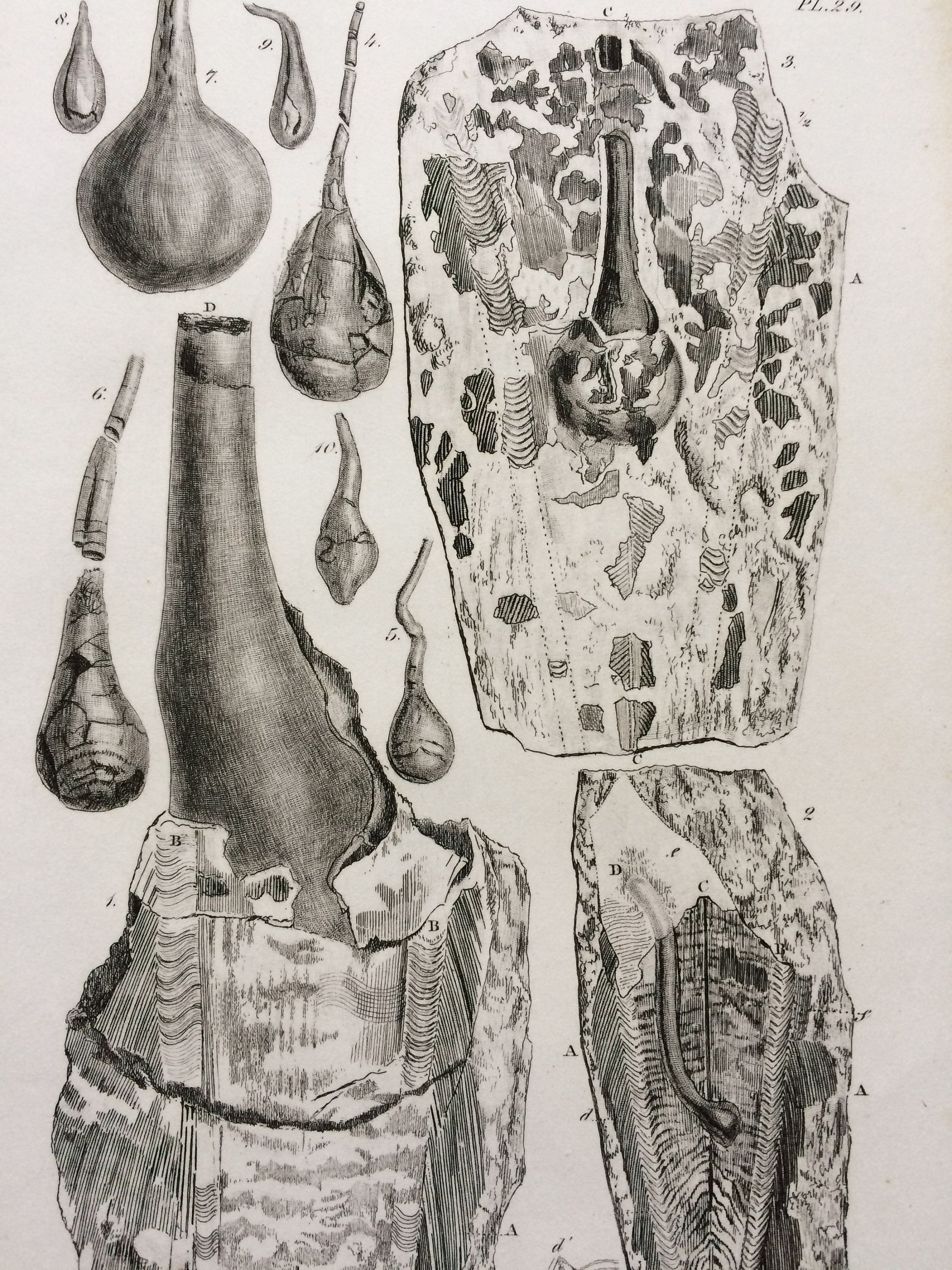 1836 Original Antique Engraving - Fossil Pens and Ink Bags of Loligo ...