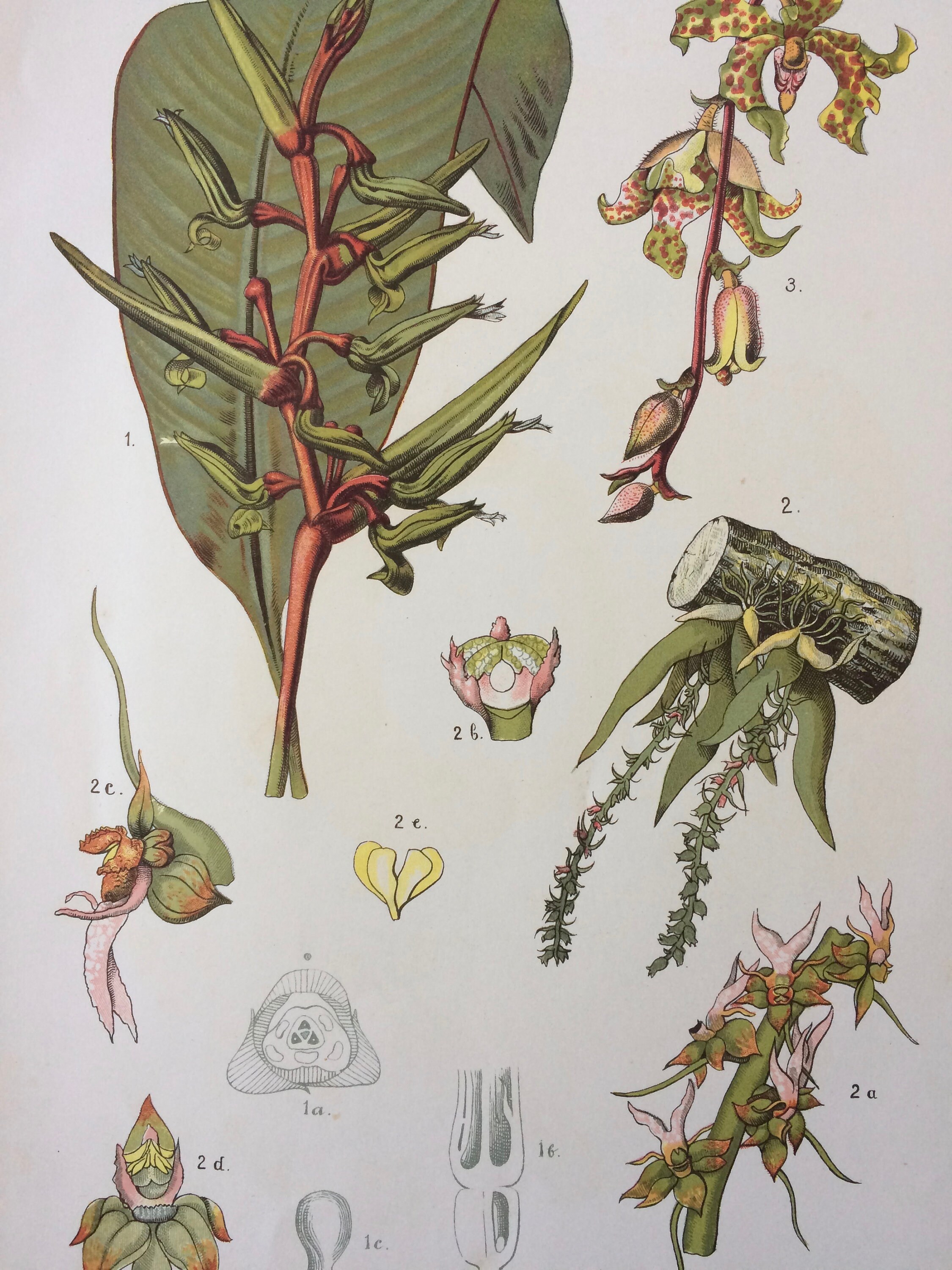 Botany Flowering Plant Flower Botanical Art Vintage Wall Decor 1885 ...