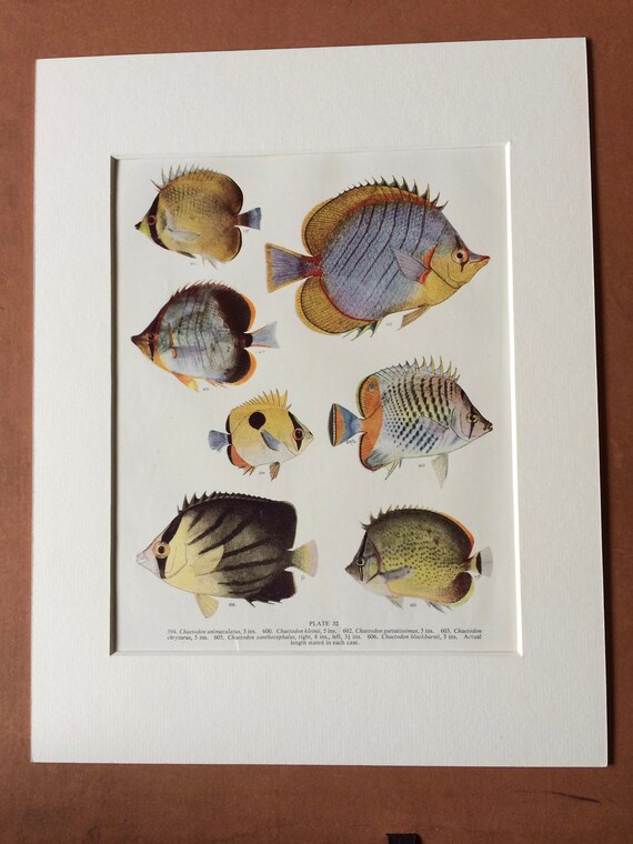1950 Original Vintage Fish Print Mounted and Matted | Etsy