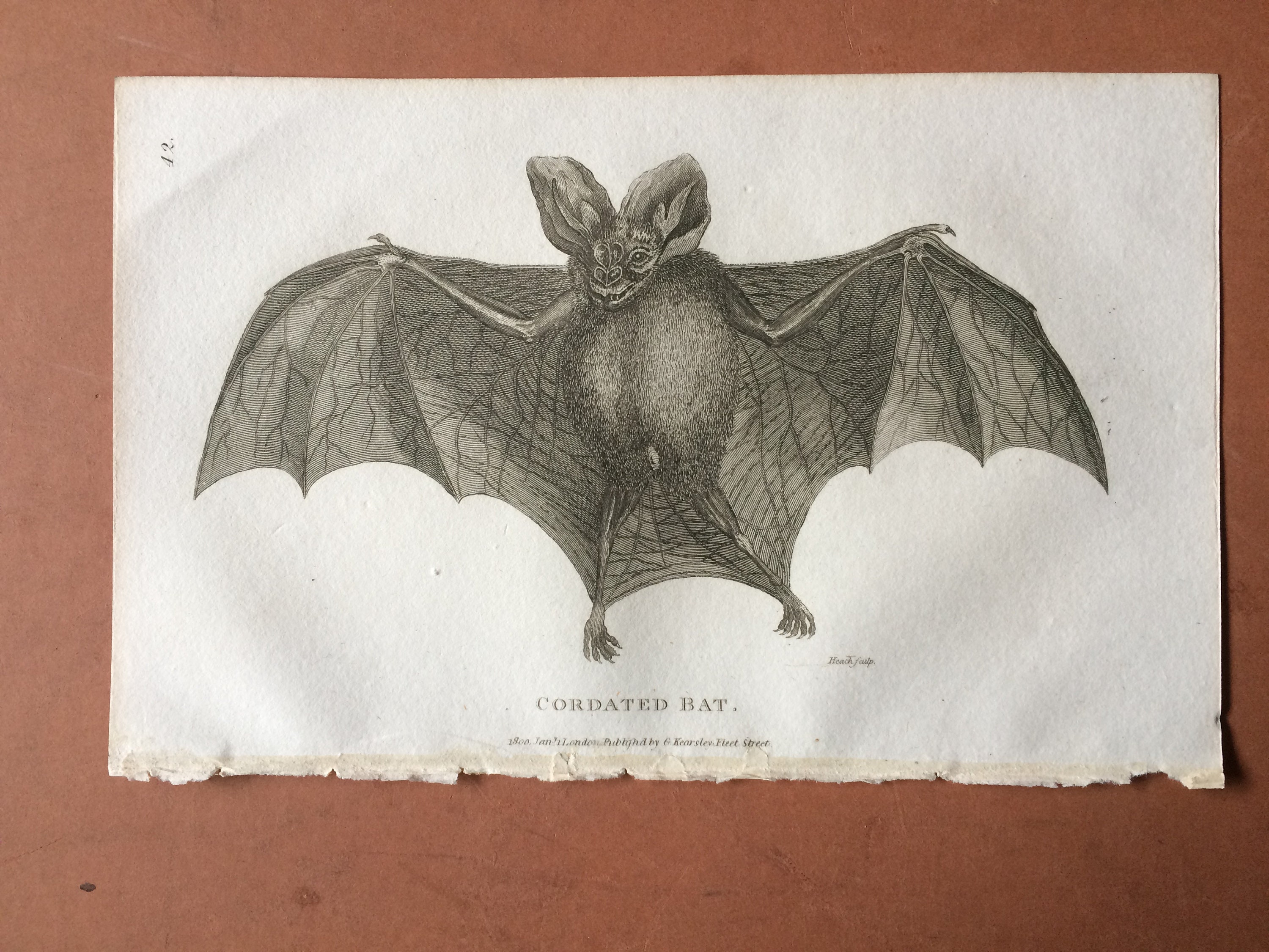 1800 Cordated Bat Original Antique Engraving - Chiroptera - Zoology ...