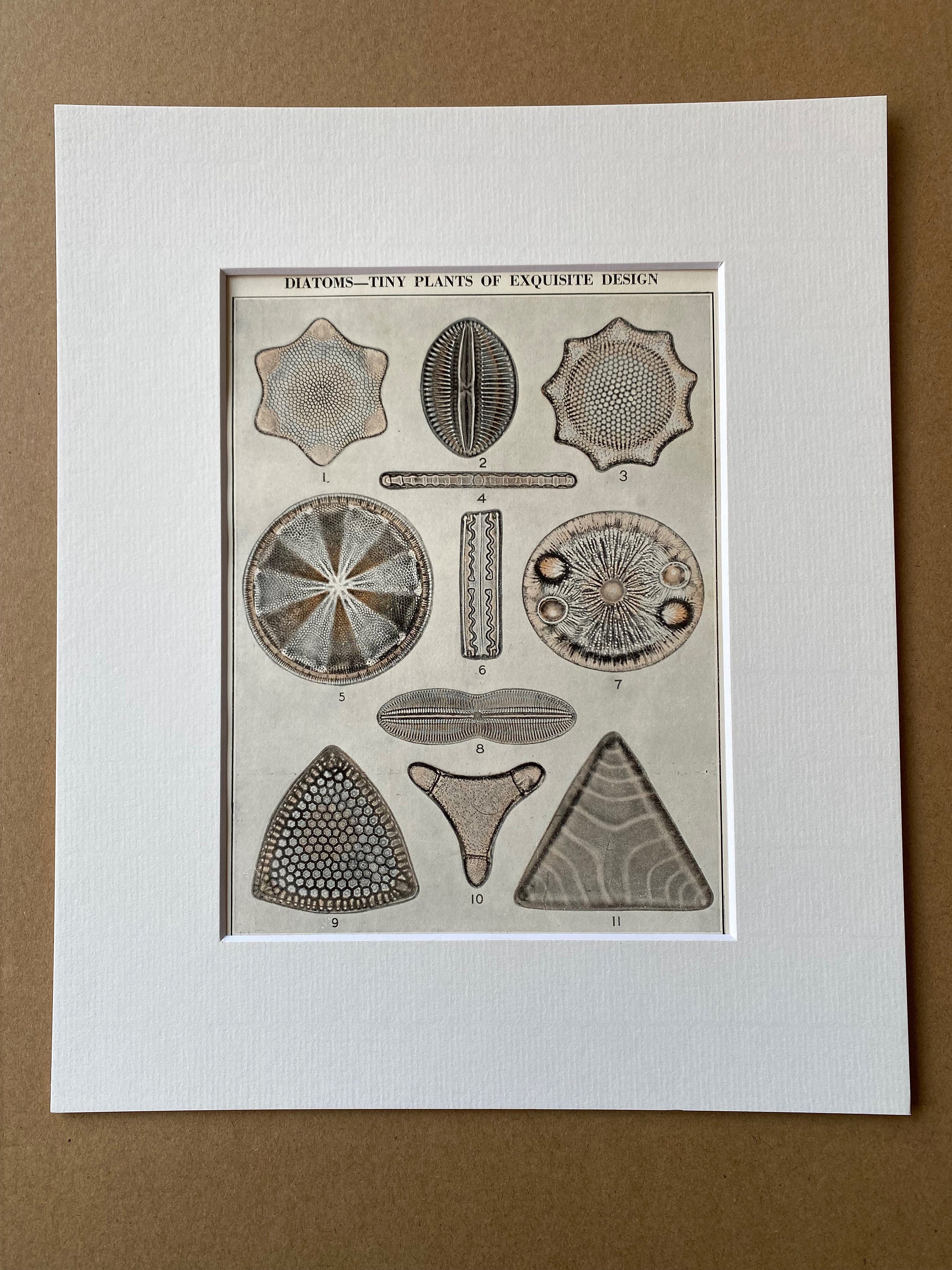 1940s Diatoms - Tiny Plants of Exquisite Design Original Vintage Print ...