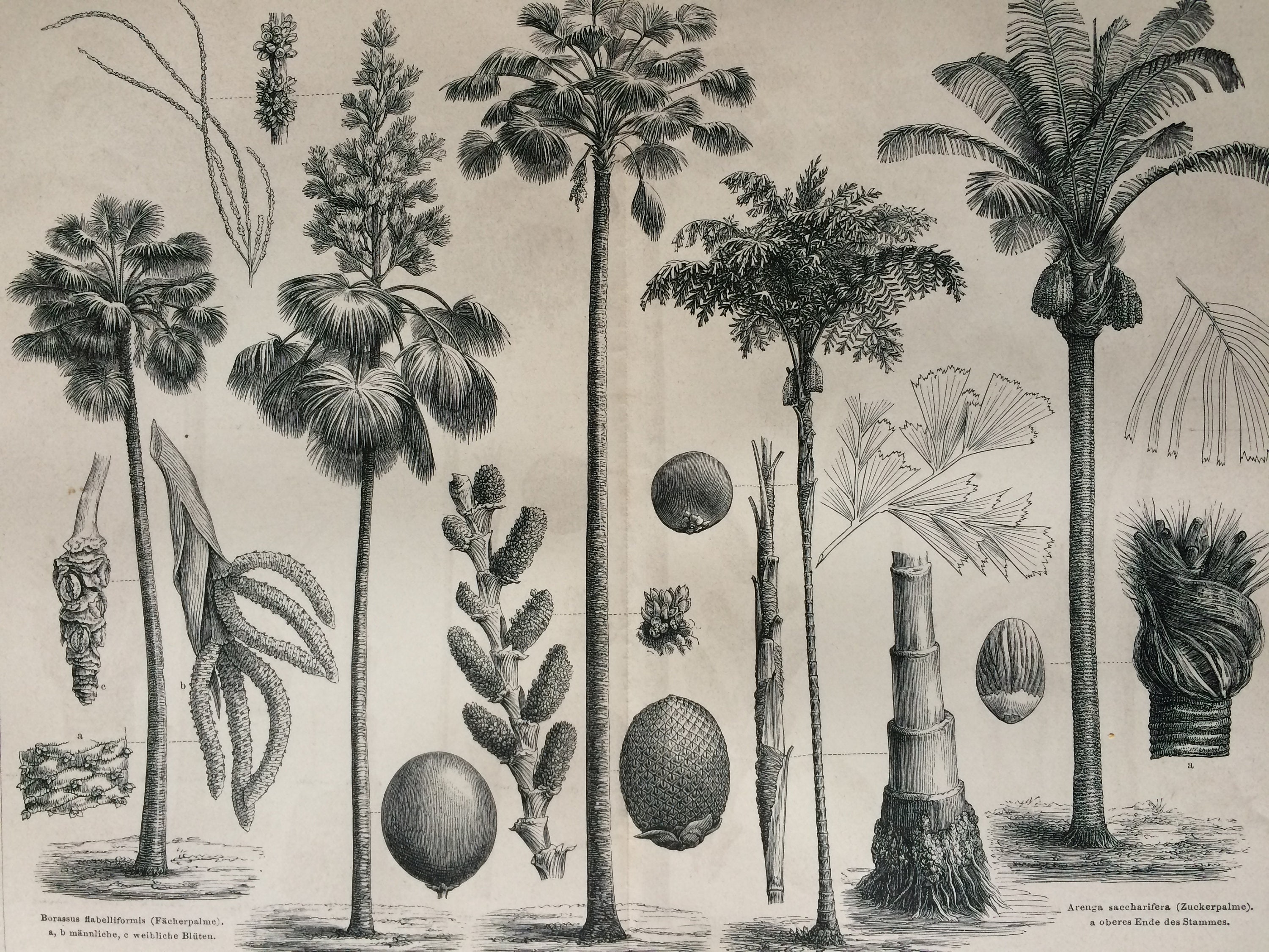 1877 Palms Large Original Antique print - Available Mounted and Matted ...