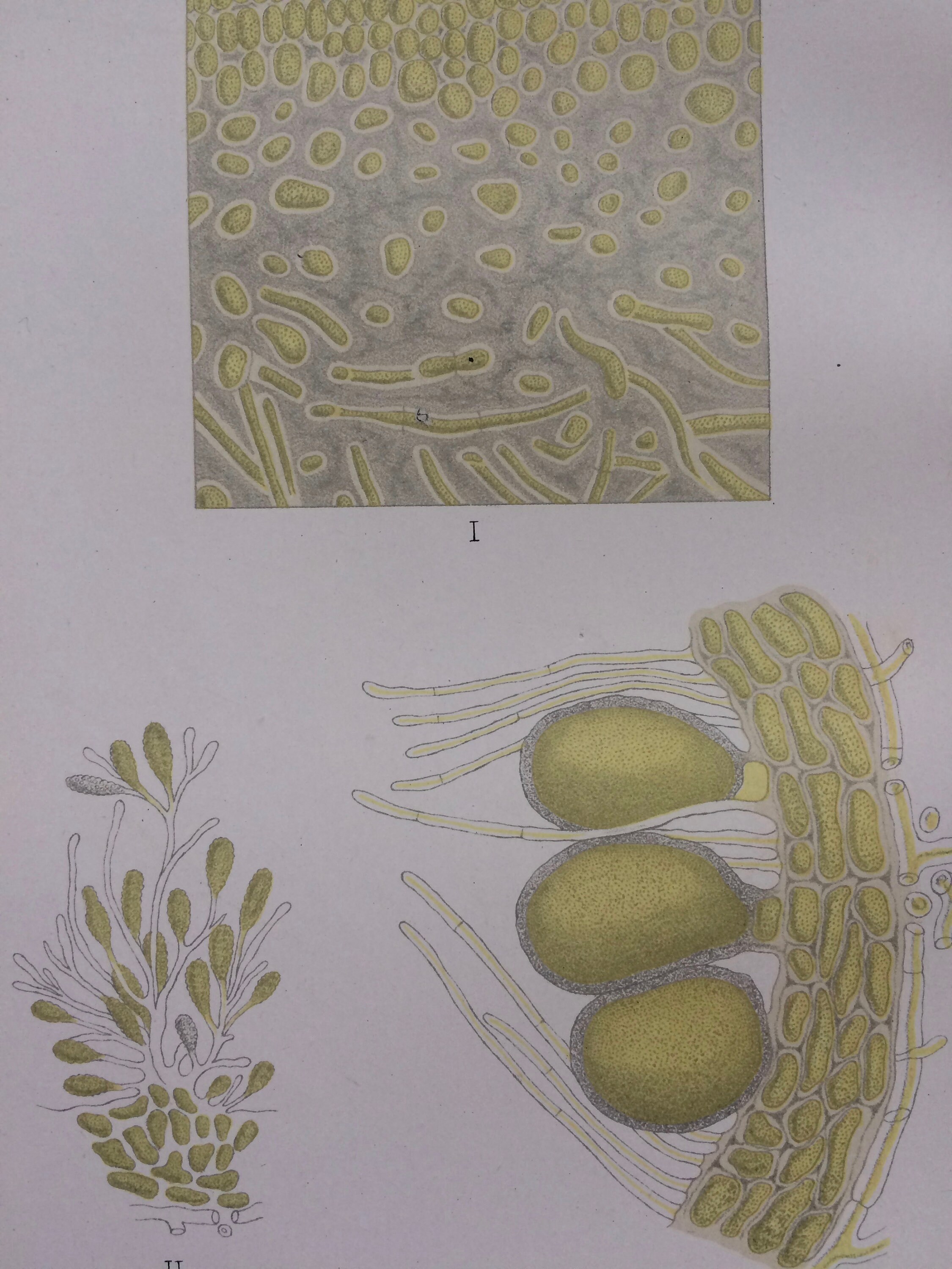 Fucus Microscope Labelled