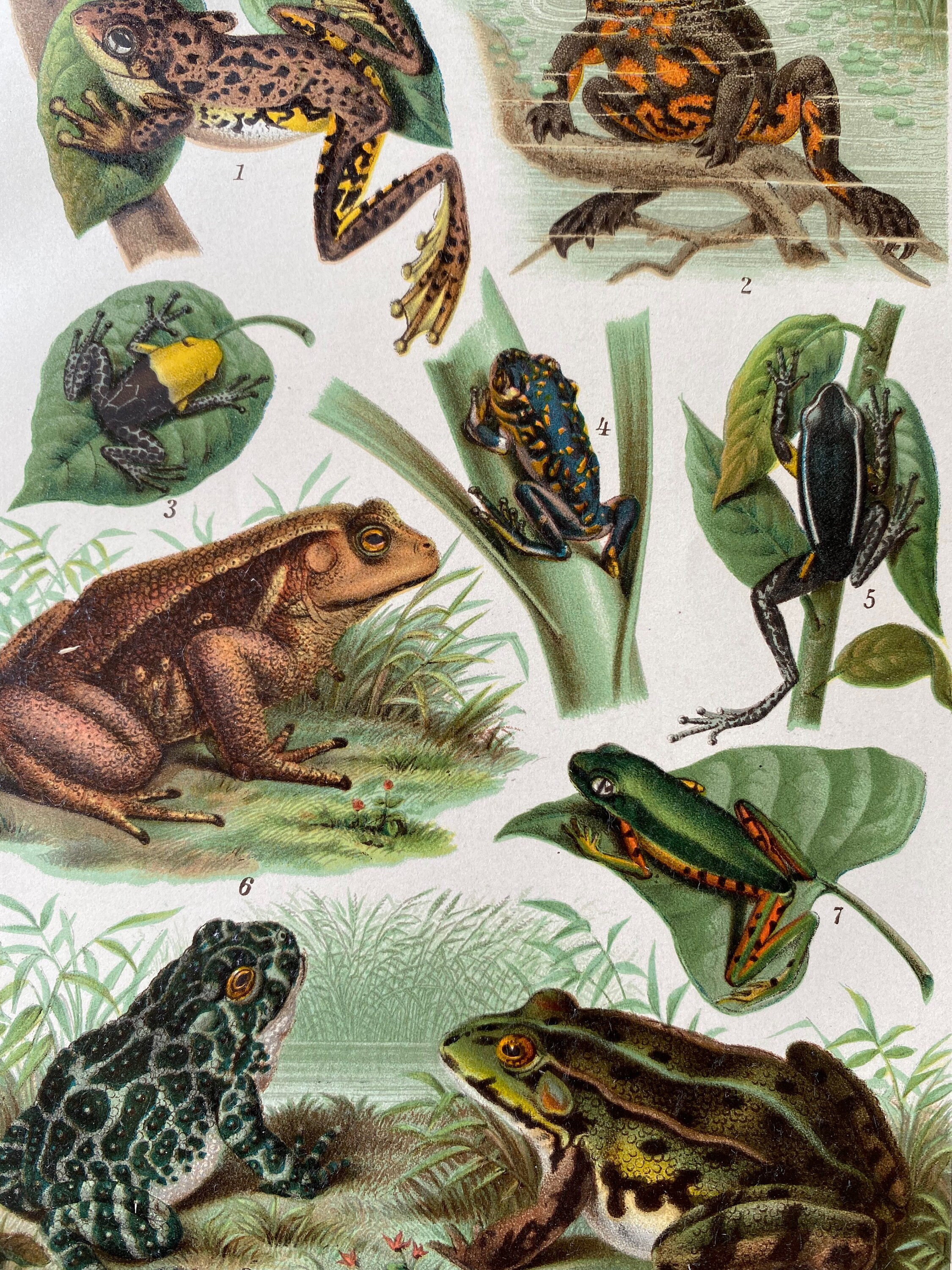 1904 Frogs and Toads Original Antique Print - Available Mounted, Matted ...