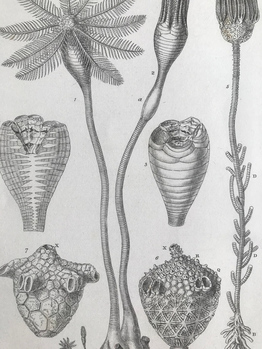 1858 Original Antique Engraving - Apiocrinites and Actinocrinites ...