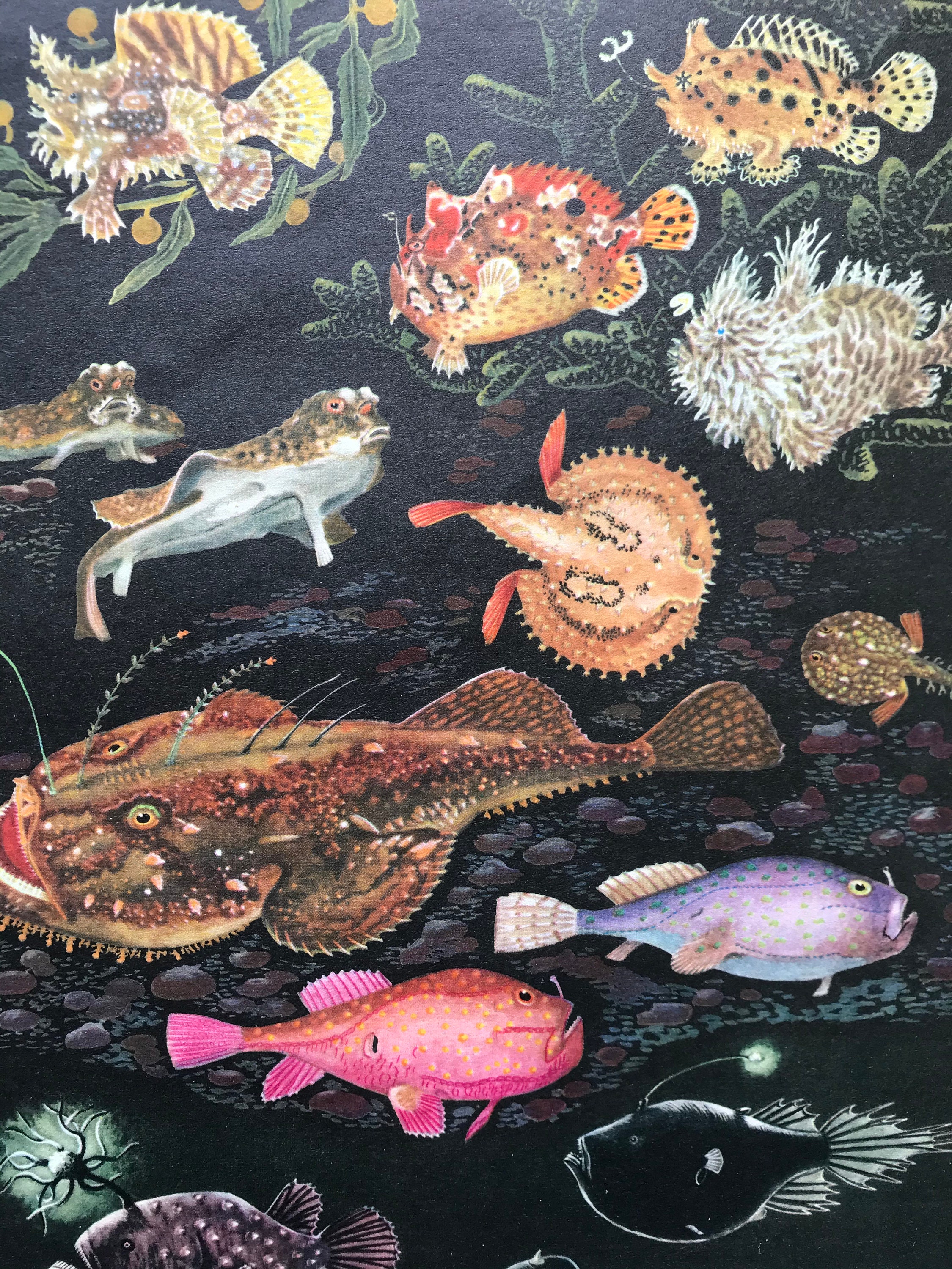 1968 Original Vintage Print - Mounted and Matted - Sargassum, Frogfish ...