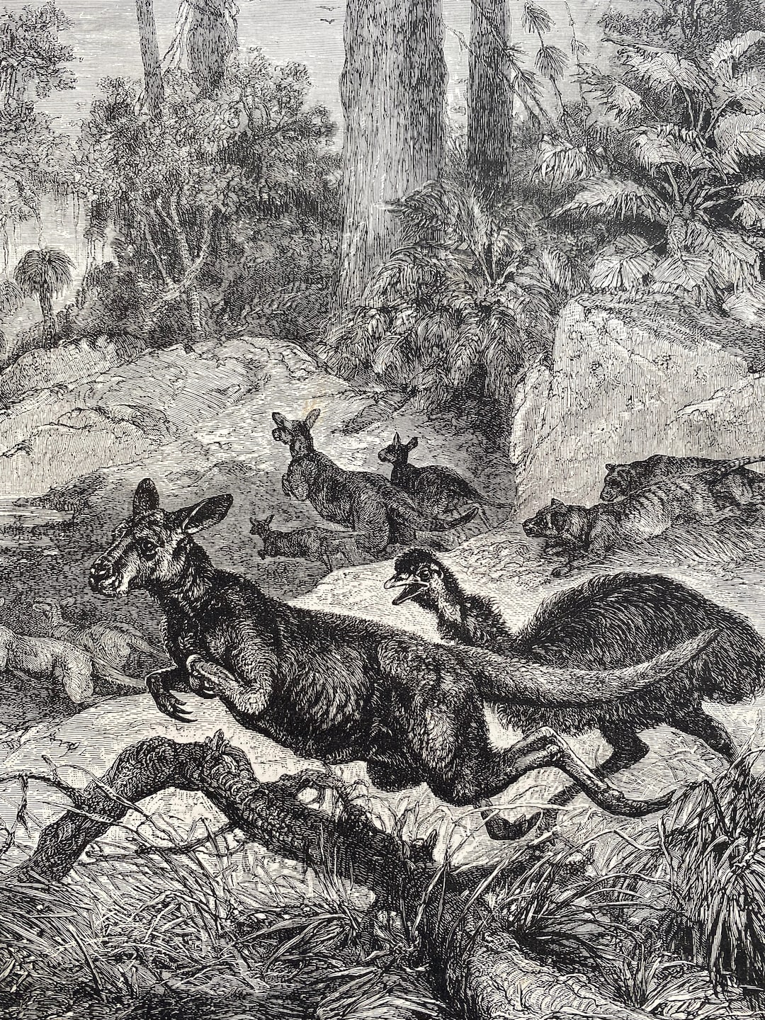 1880 A Scene in the Tasmanian Bush (kangaroos, Emu and Tiger Wolves ...