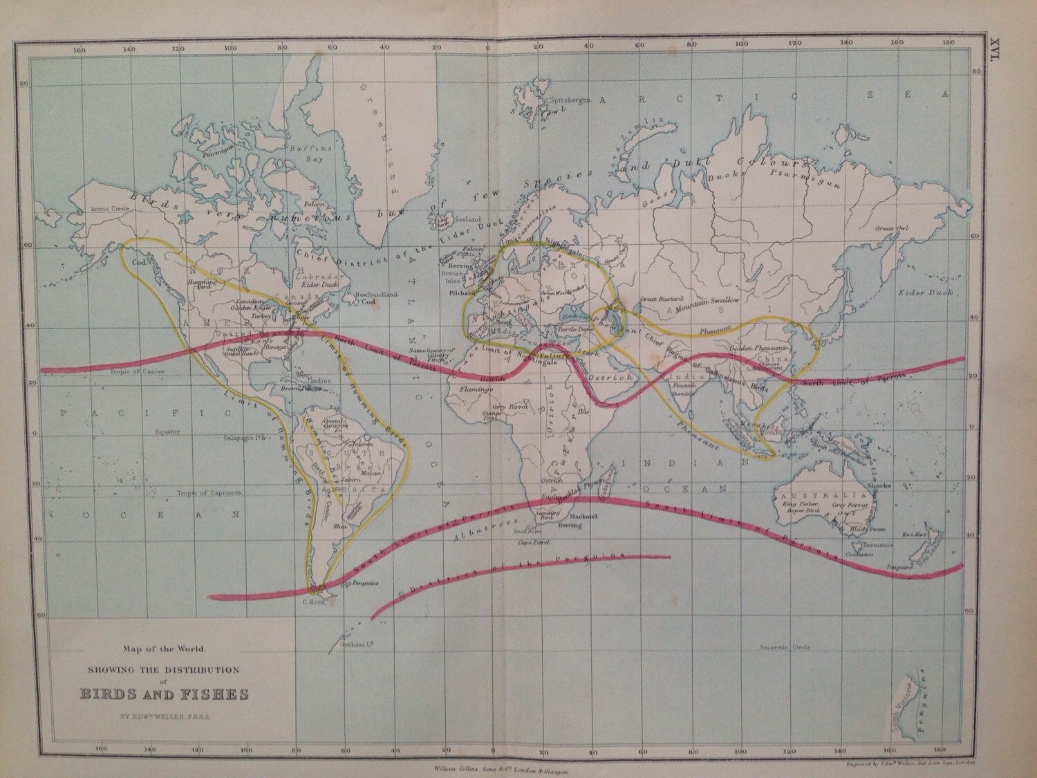 1871 Original Antique world map showing the distribution of birds and ...