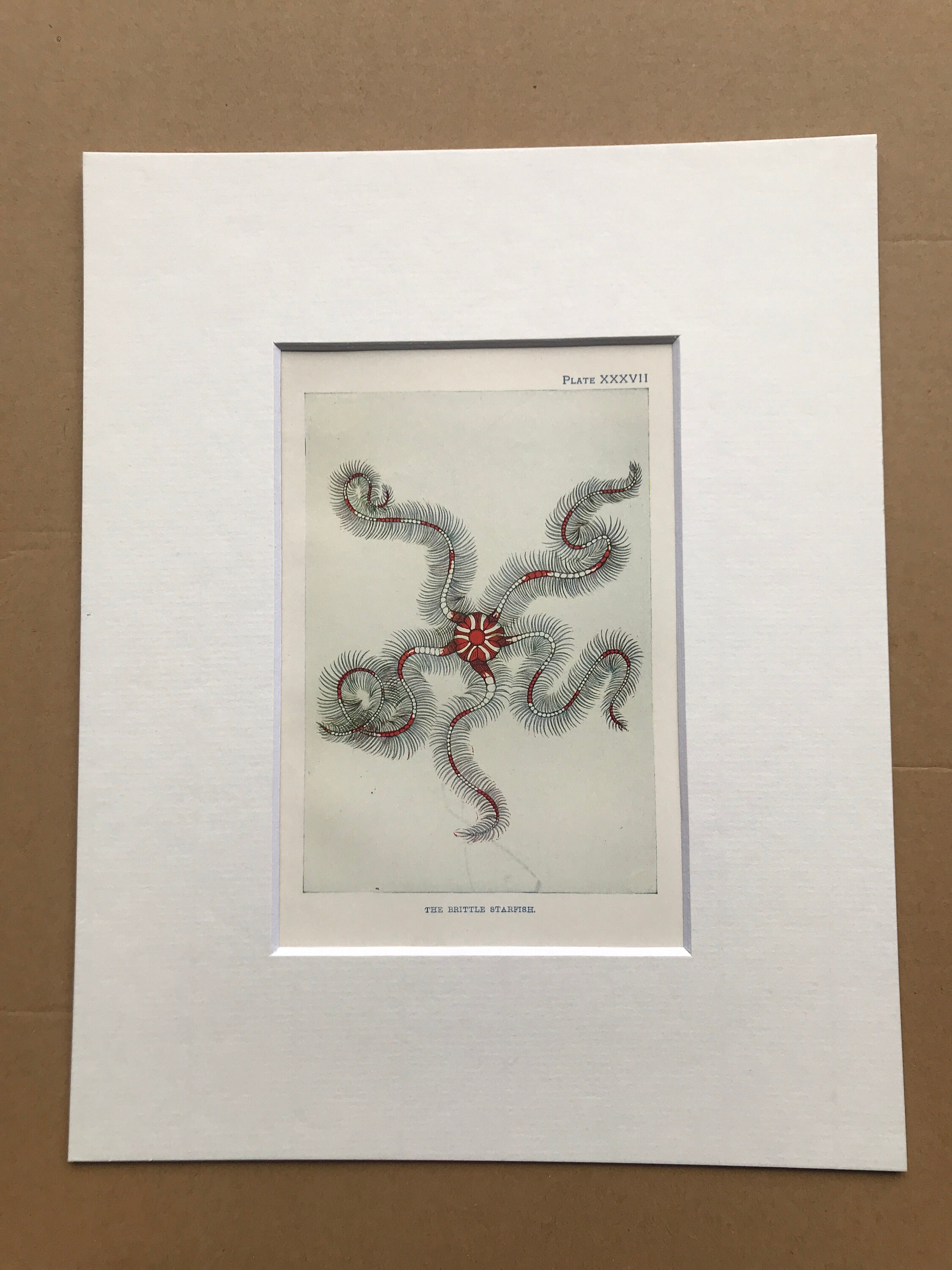 1920 The Brittle Starfish Original Antique Print - Mounted and Matted ...