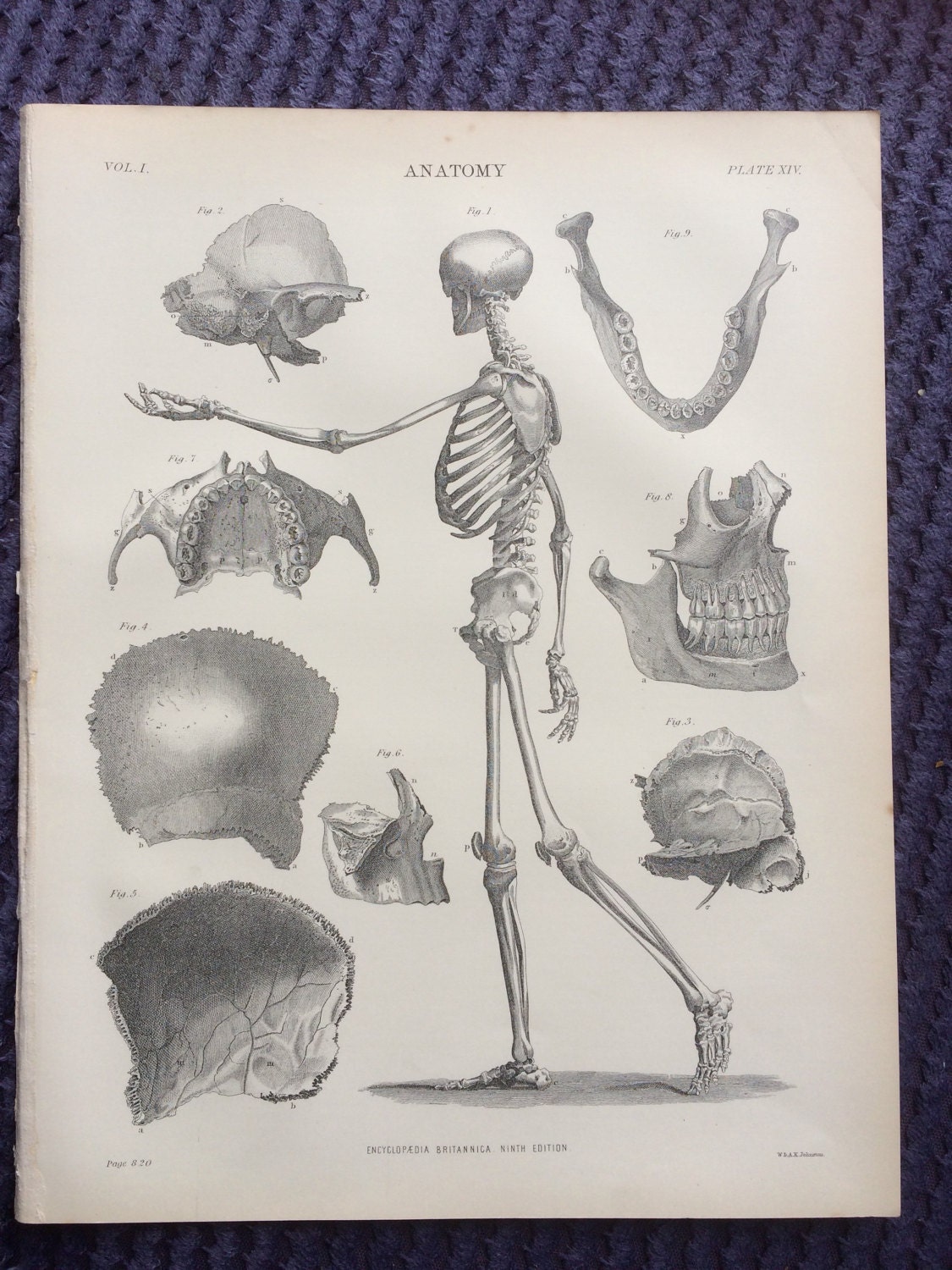 1875 Anatomical Original Antique Steel Engraving - Skeleton - Skull ...